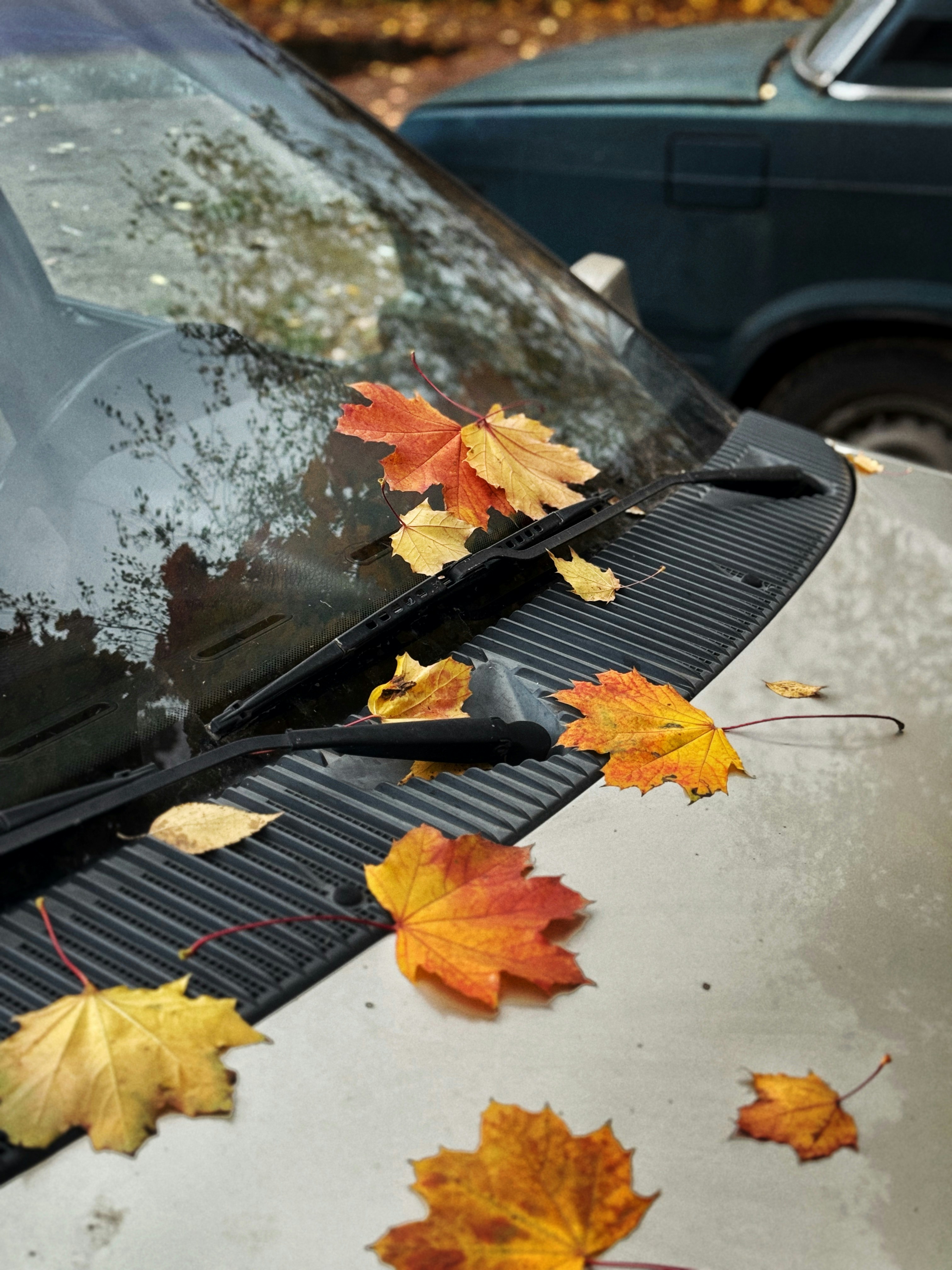 Autumn's Gentle Touch on a Forgotten Windshield