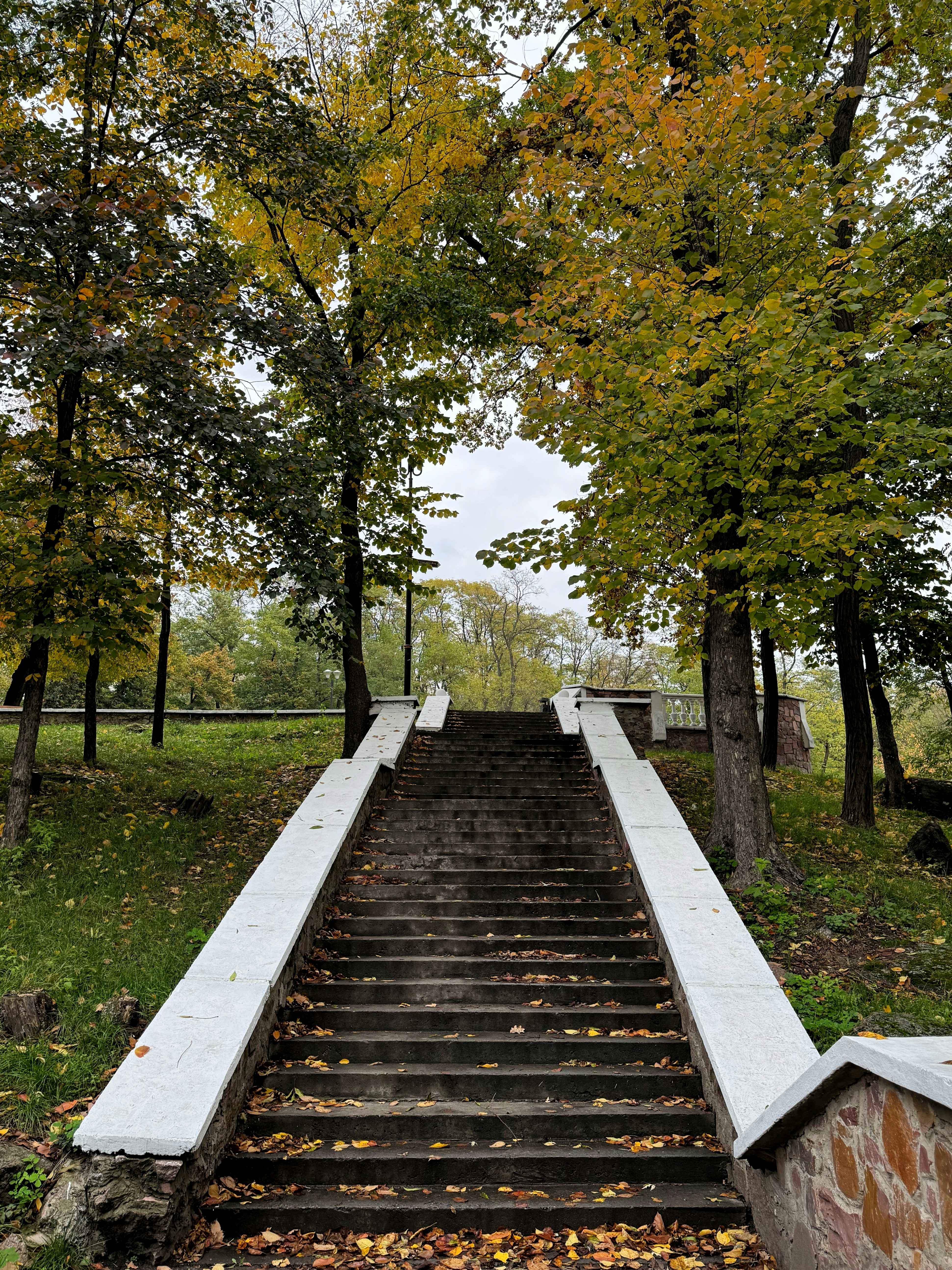 Autumn Ascent: A Journey Through Golden Canopy
