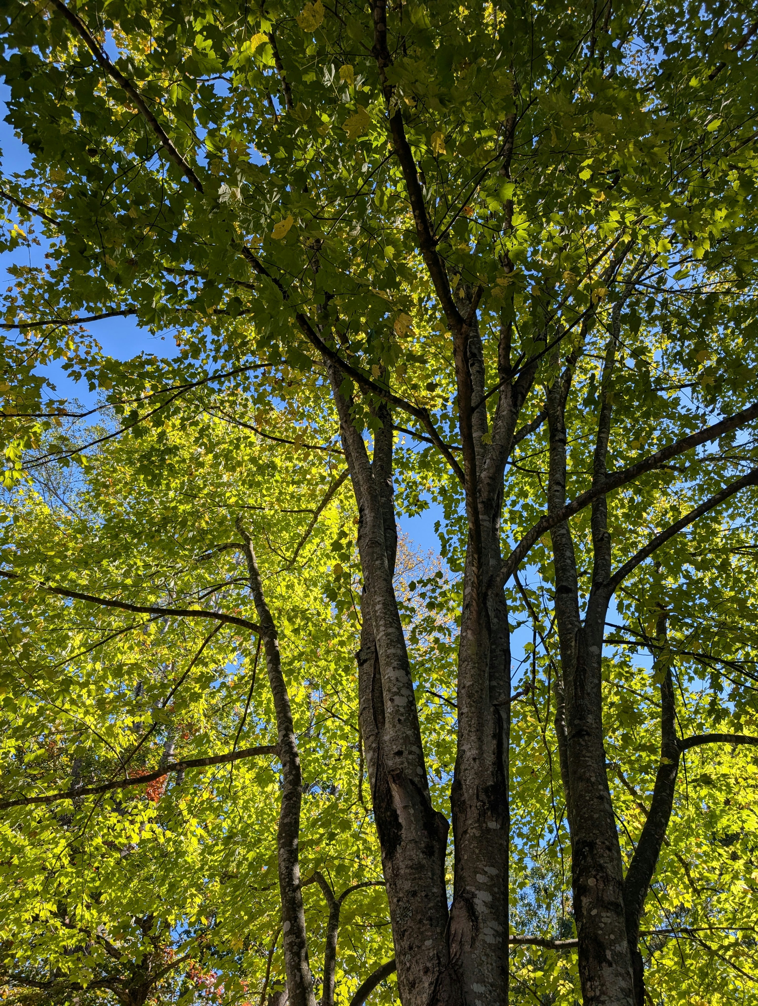 Sunlight filters through a vibrant canopy of leaves, showcasing the intricate patterns and textures of the tree branches against a clear blue sky.