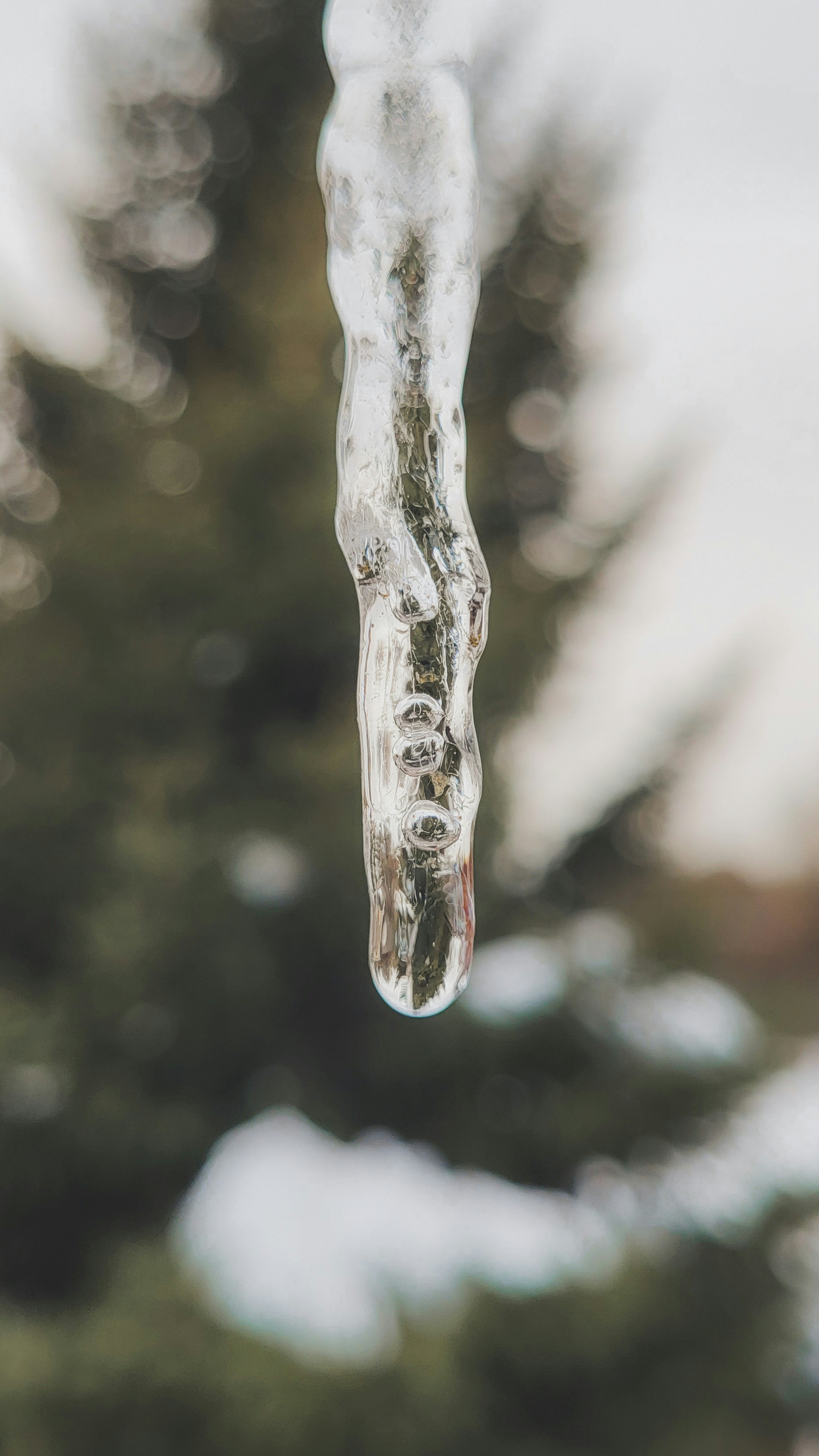 Icicle dangling in front of a blurred evergreen background, capturing the essence of winter's chill.