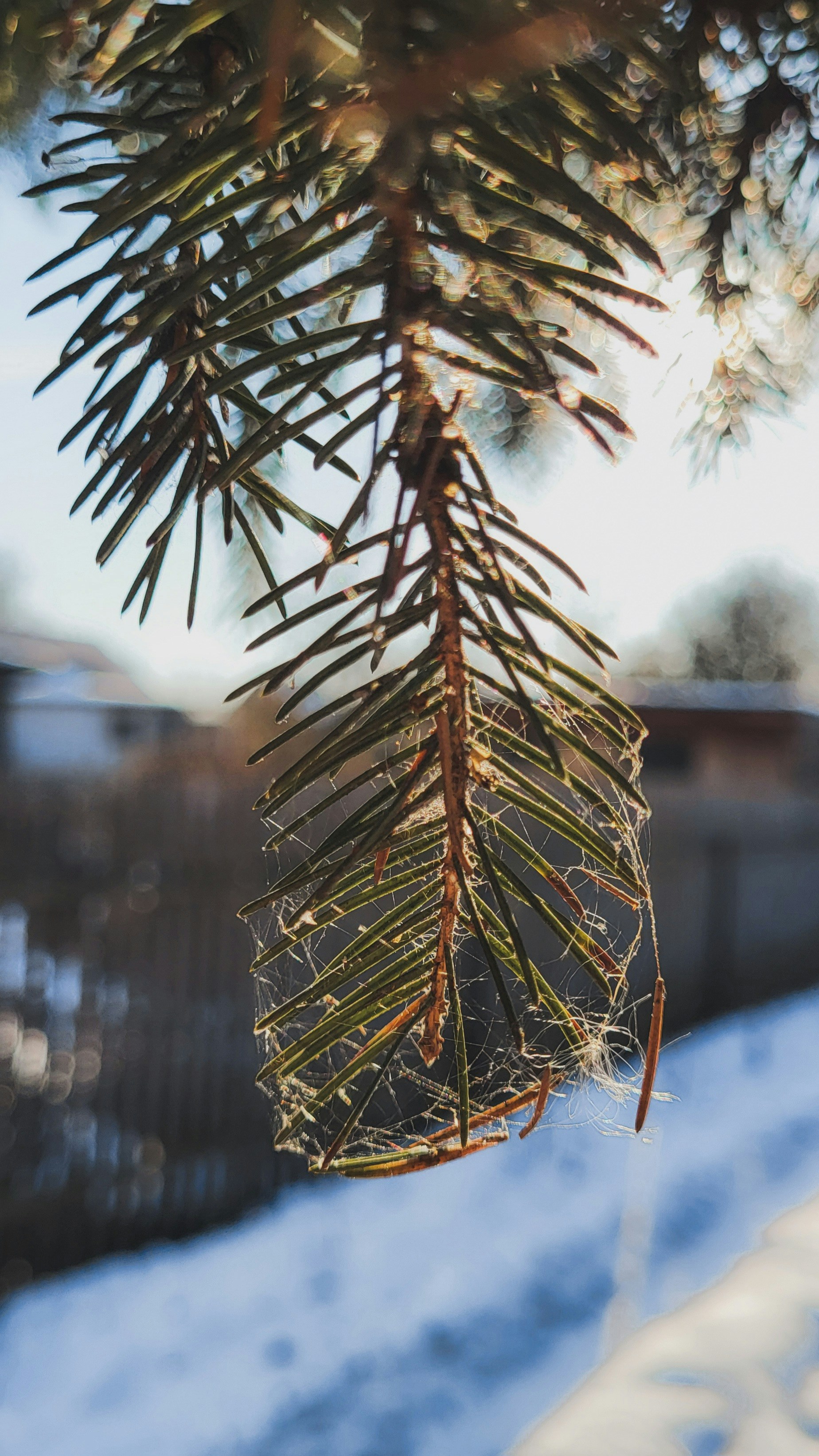 Close-up of a pine branch with spiderwebs.