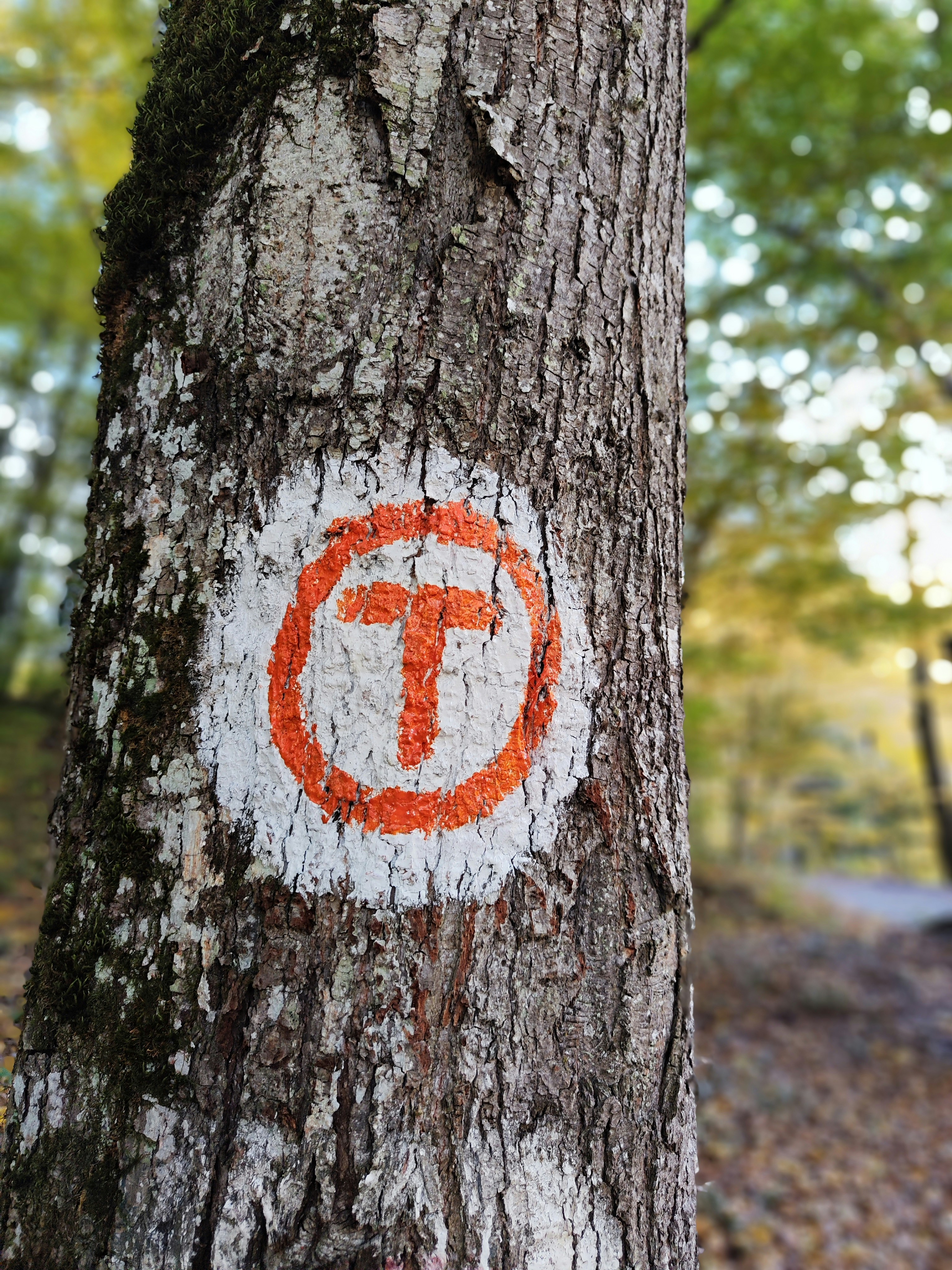 Orange 't' symbol on a tree trunk