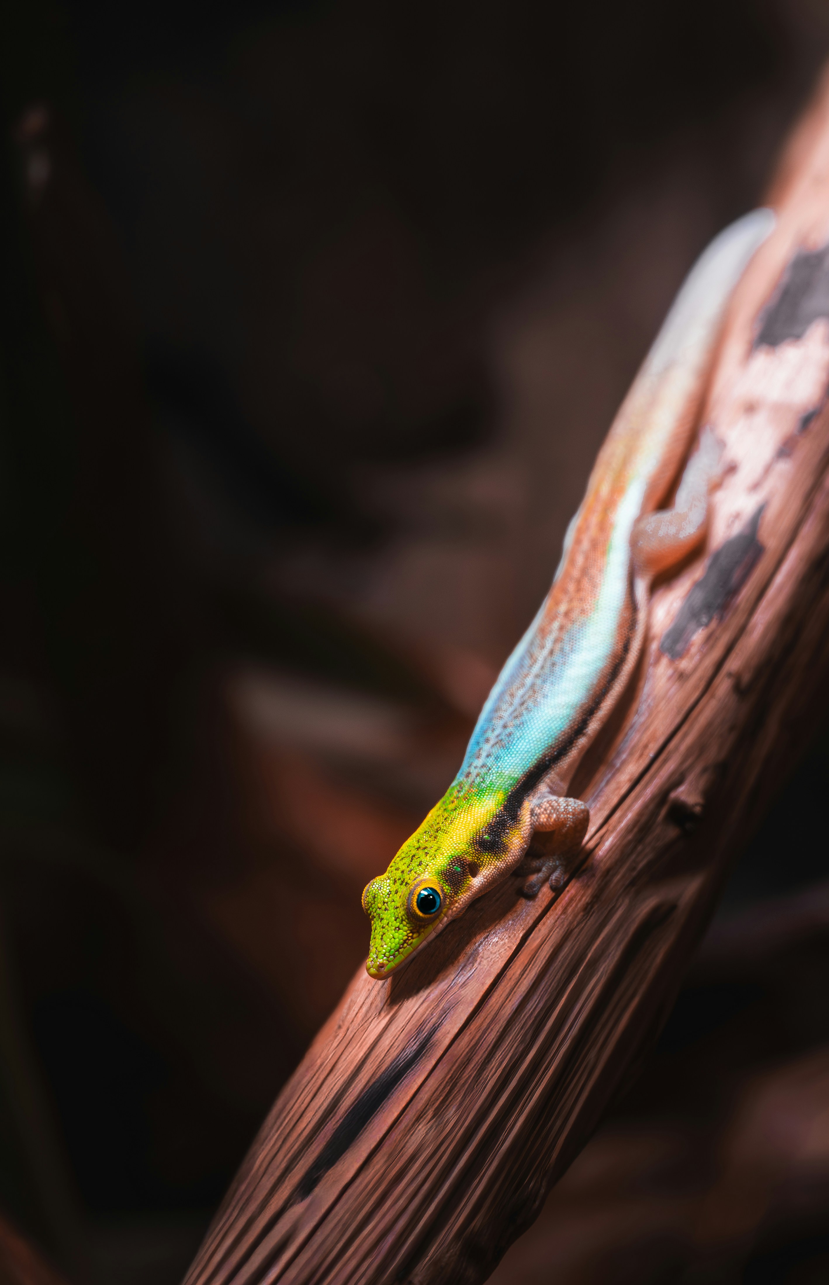 A colorful gecko clings to a textured wooden branch.