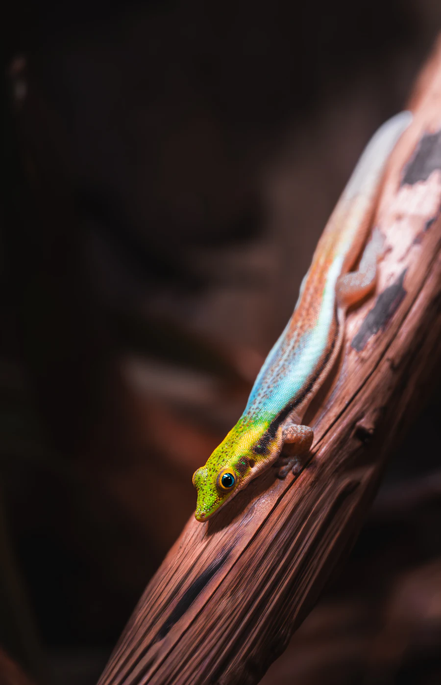 Colorful gecko clings to a diagonally angled branch against a dark blurred background.