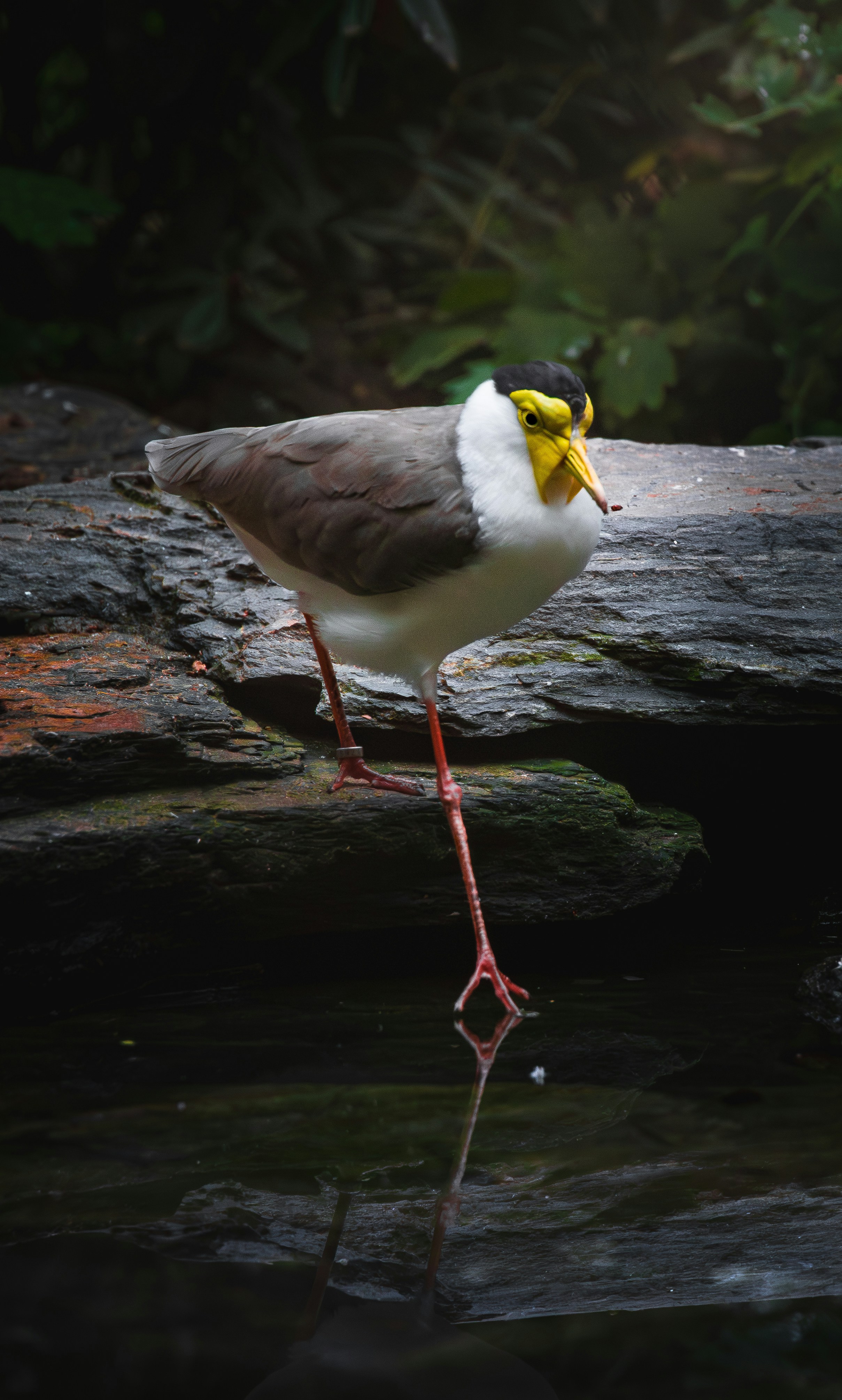 The Elegant Stilt: A Moment of Reflection