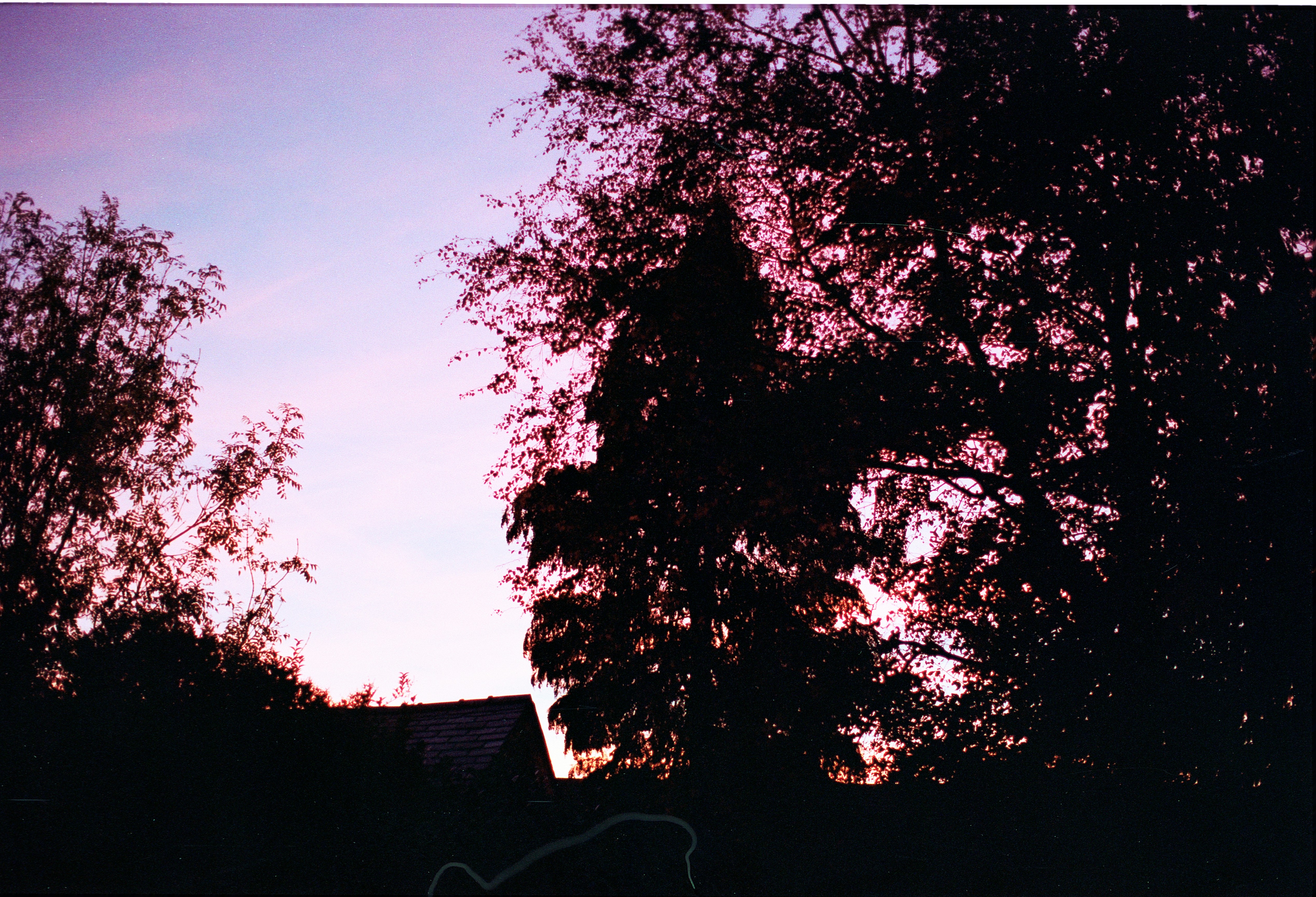 Silhouetted trees against a purple and pink sky.