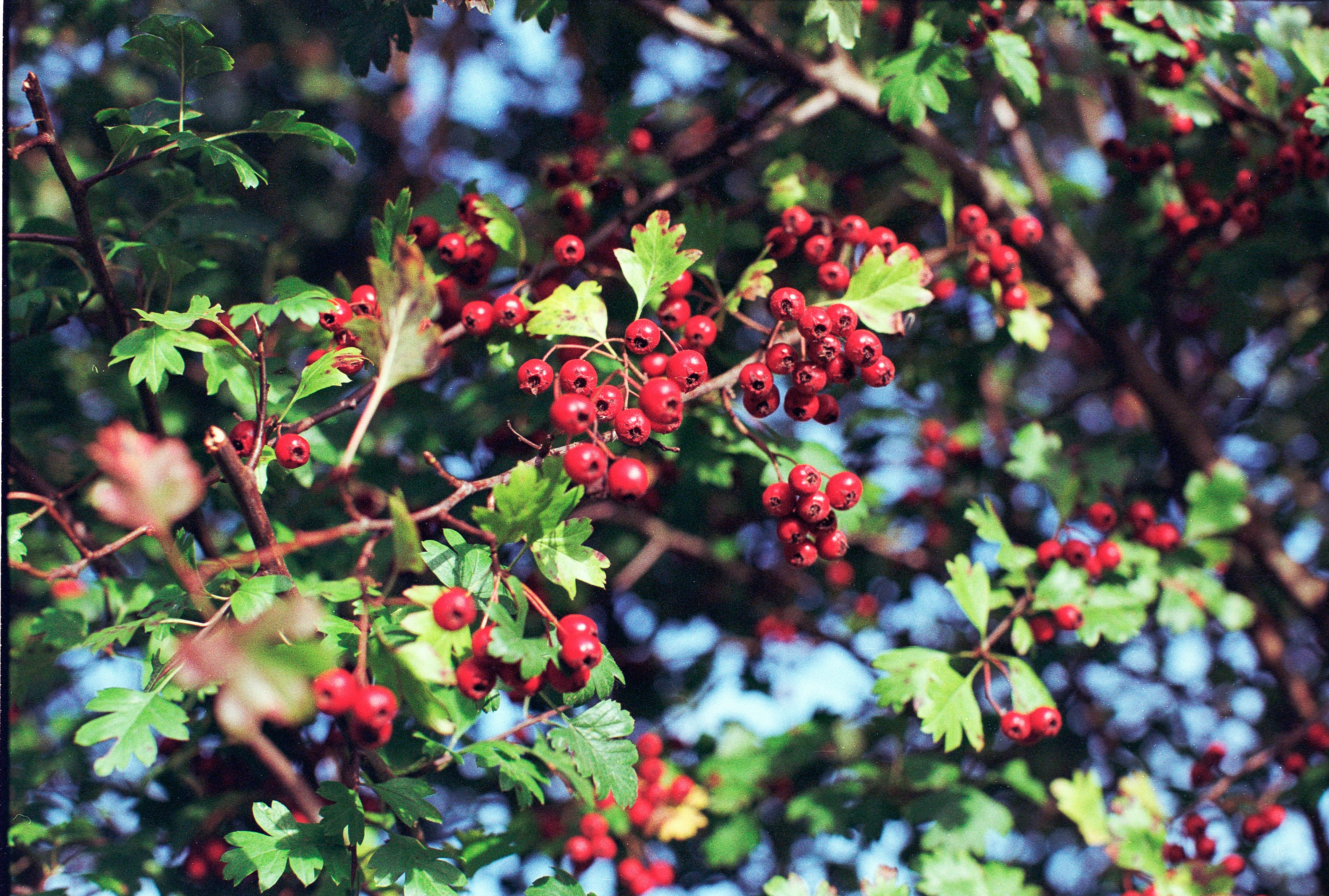Crimson Clusters Amid Emerald Threads