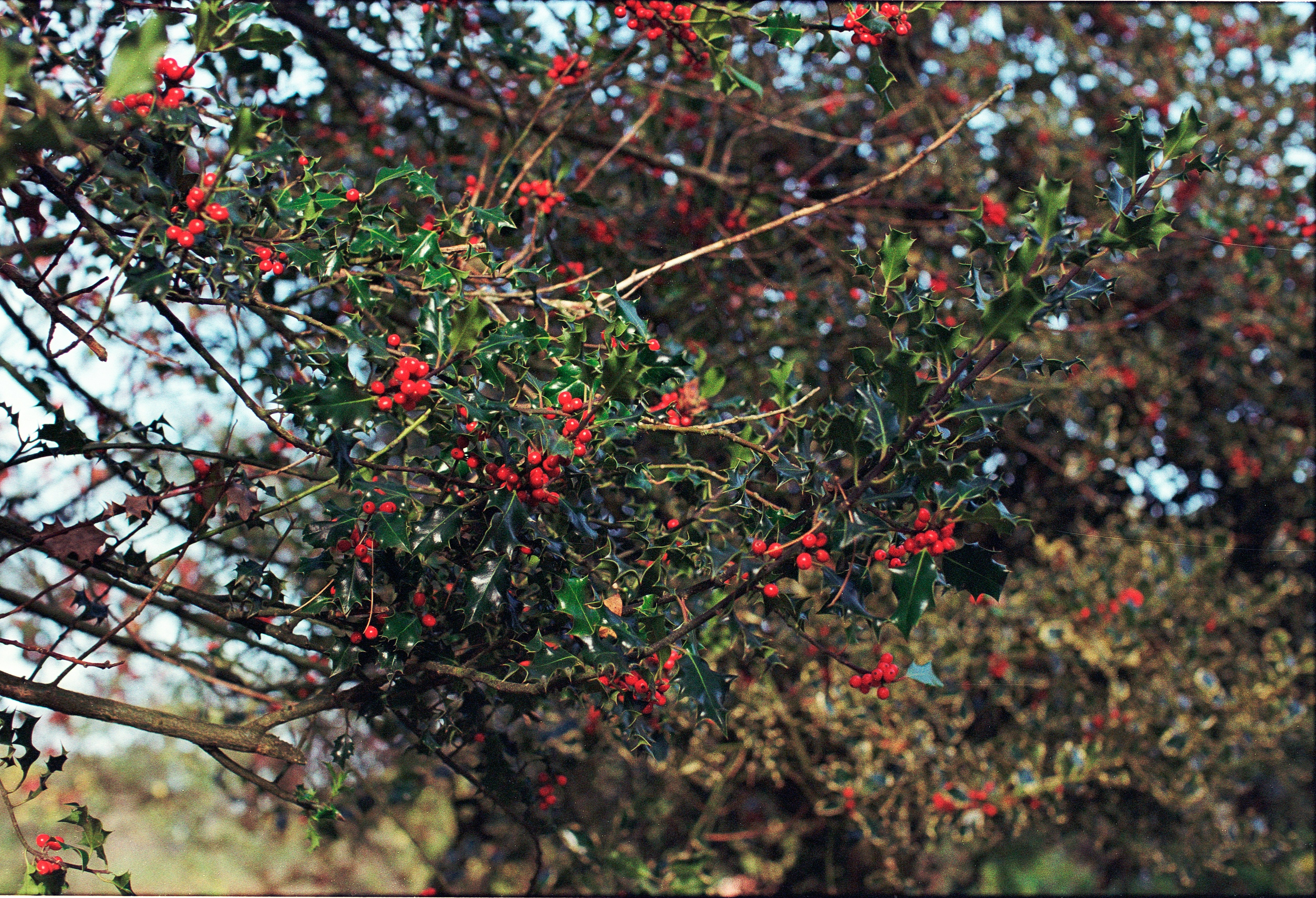 Crimson Berries Amidst Lush Greenery