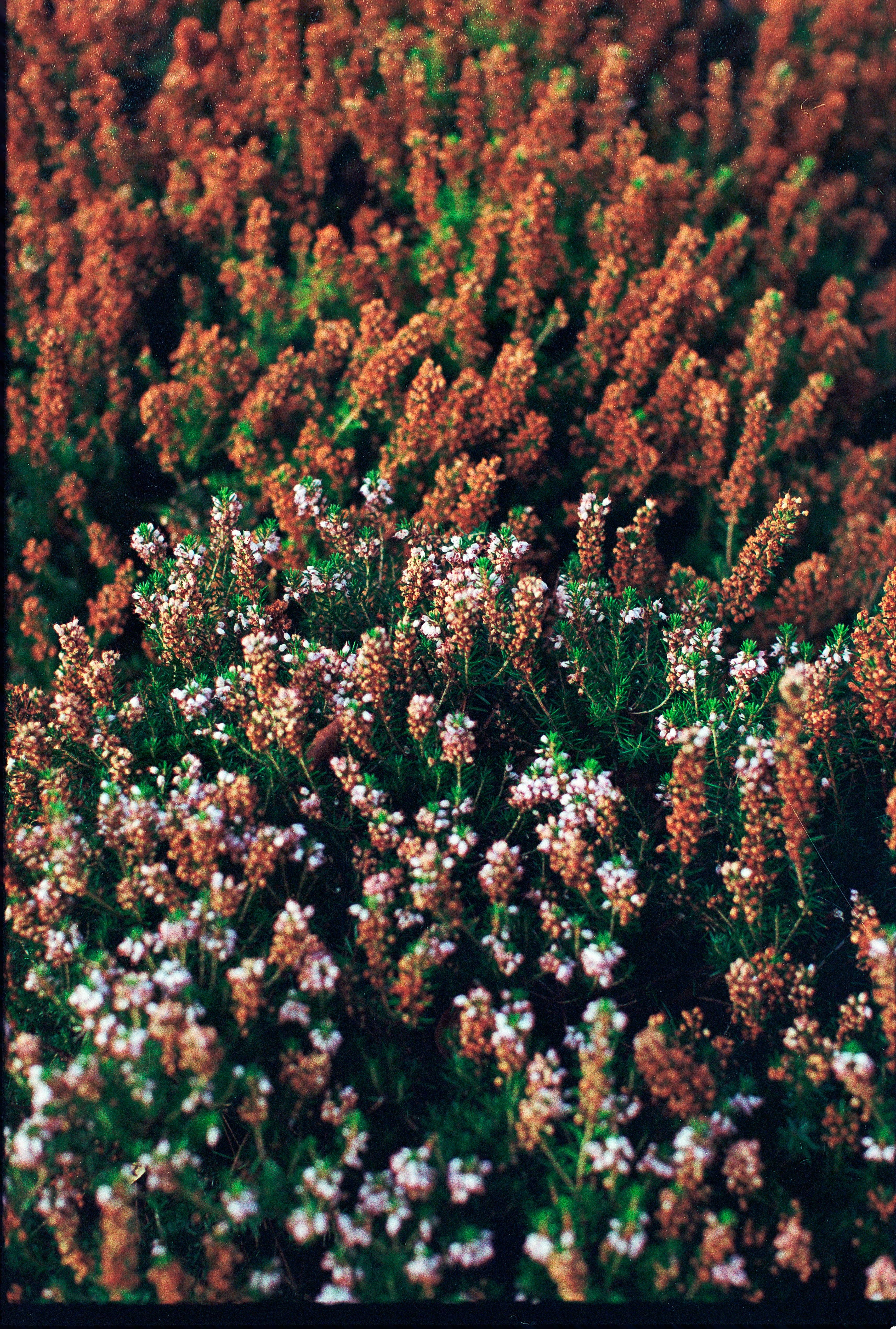 Field of small pink and orange flowers.