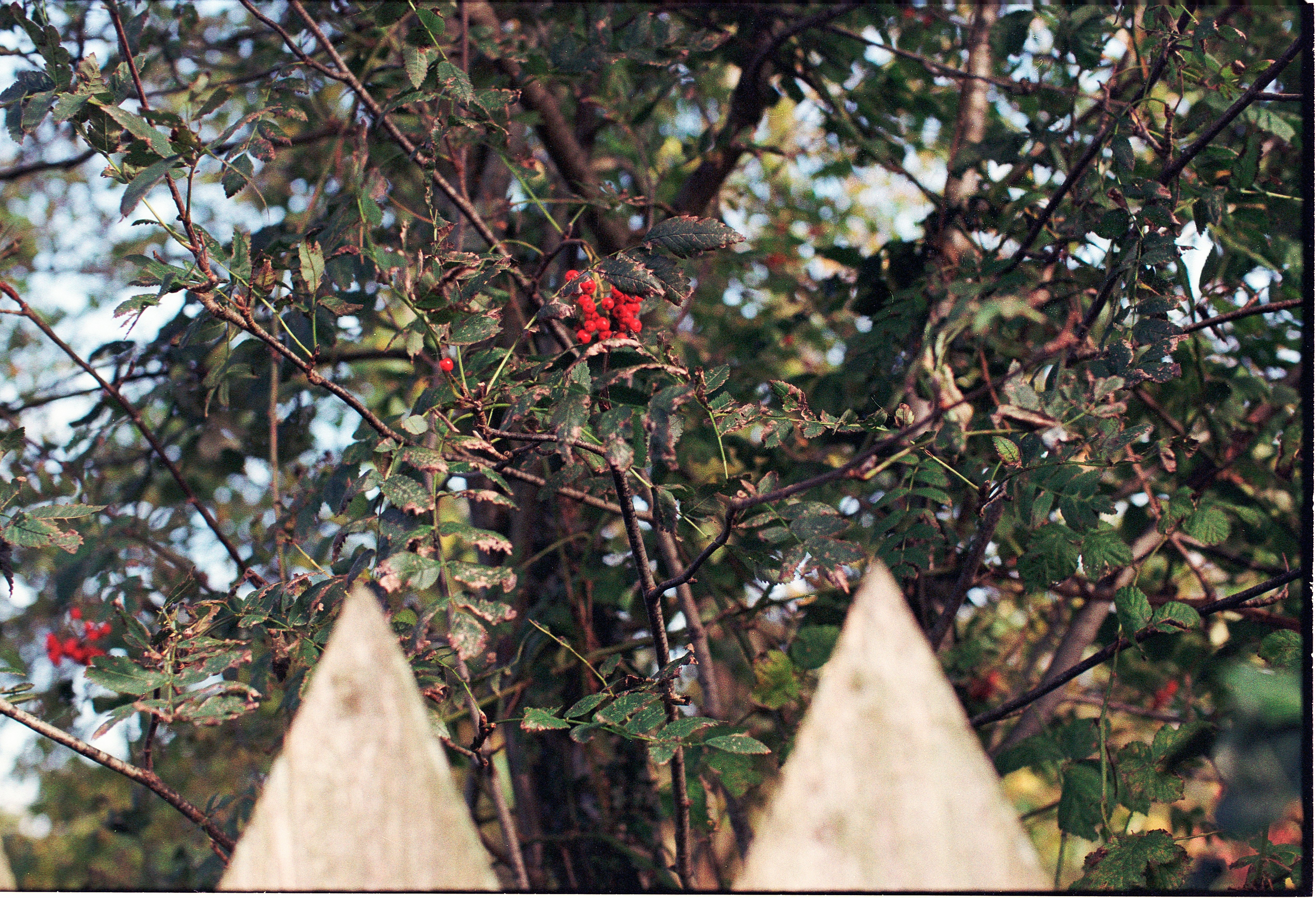 Vibrant red berries peek through a leafy tree, framed by a rustic wooden fence. The scene captures a moment of nature's beauty in a suburban setting.