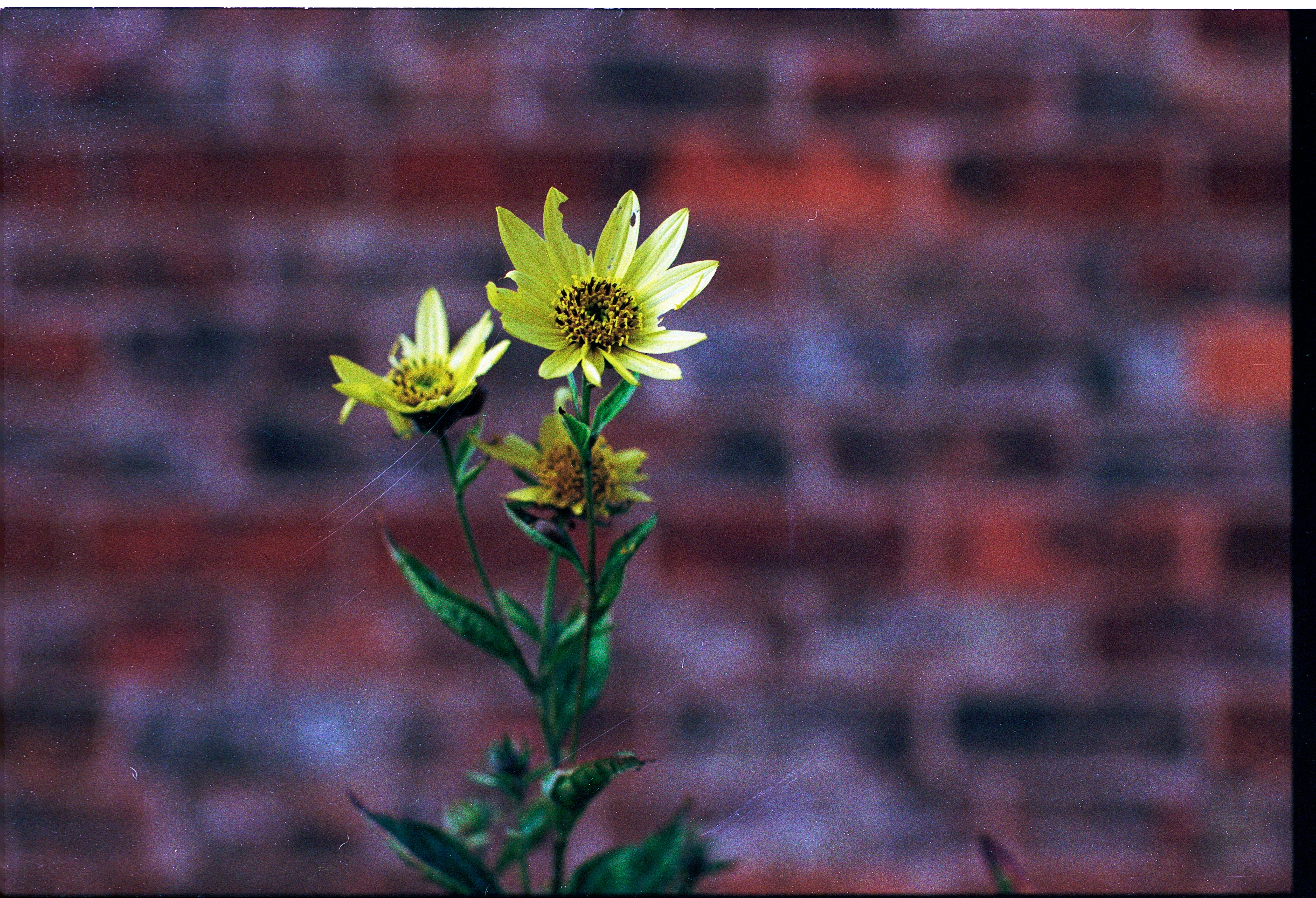 Resilient Blooms Against Timeworn Walls
