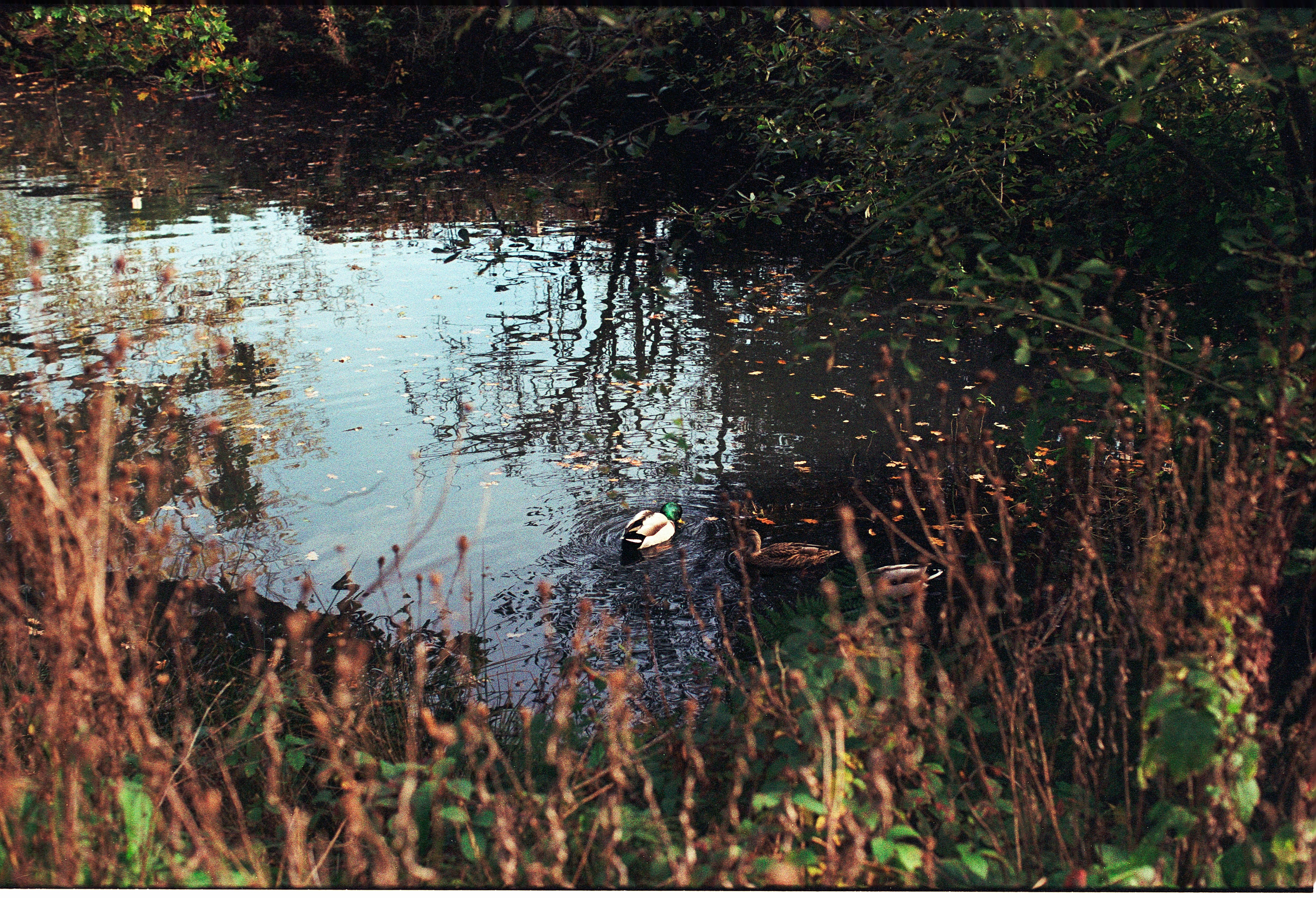 Serenity in Still Waters: A Duck's Haven
