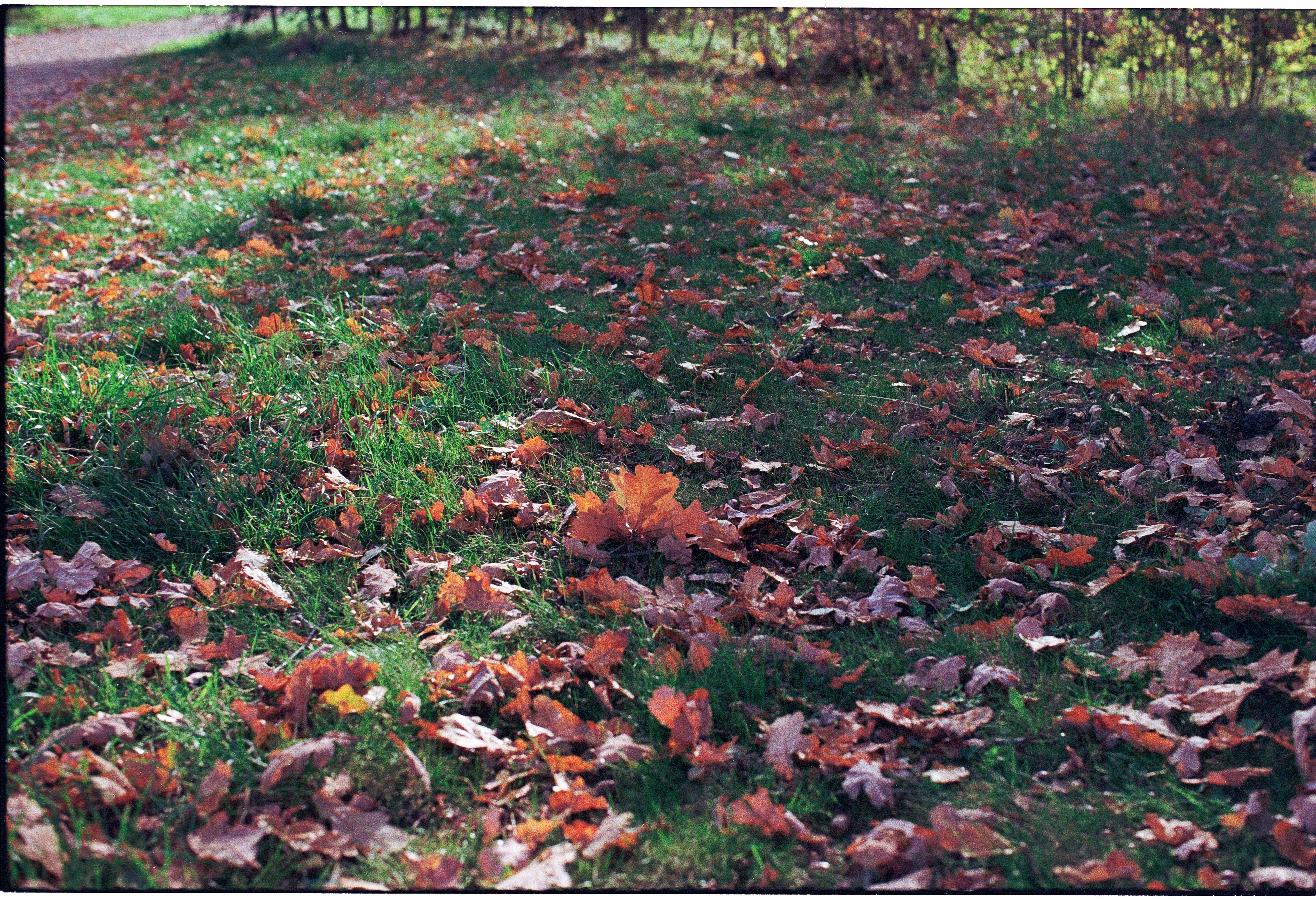 Colorful autumn leaves scattered across lush green grass, creating a vibrant natural carpet.