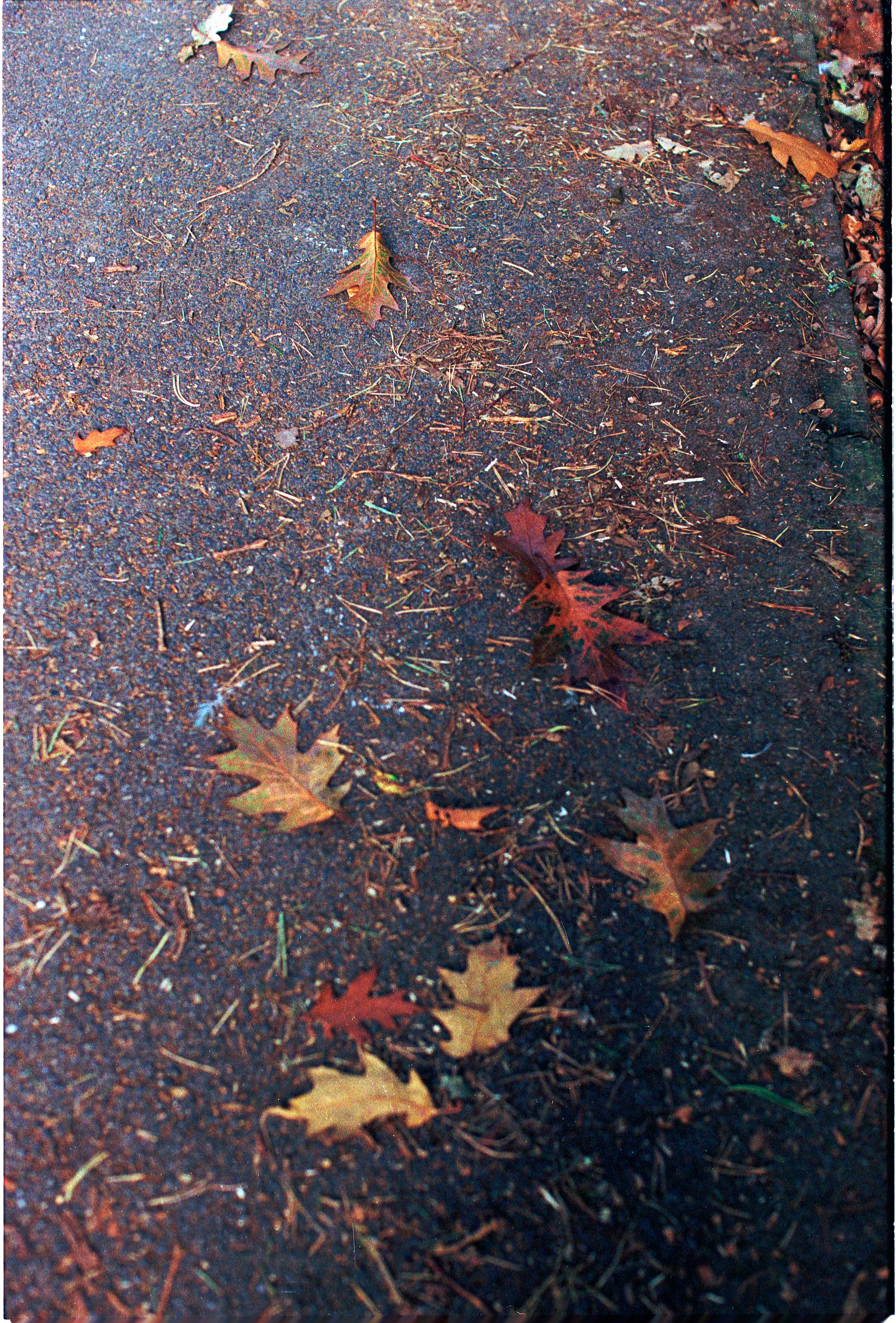 Autumn leaves scattered on a dark path.