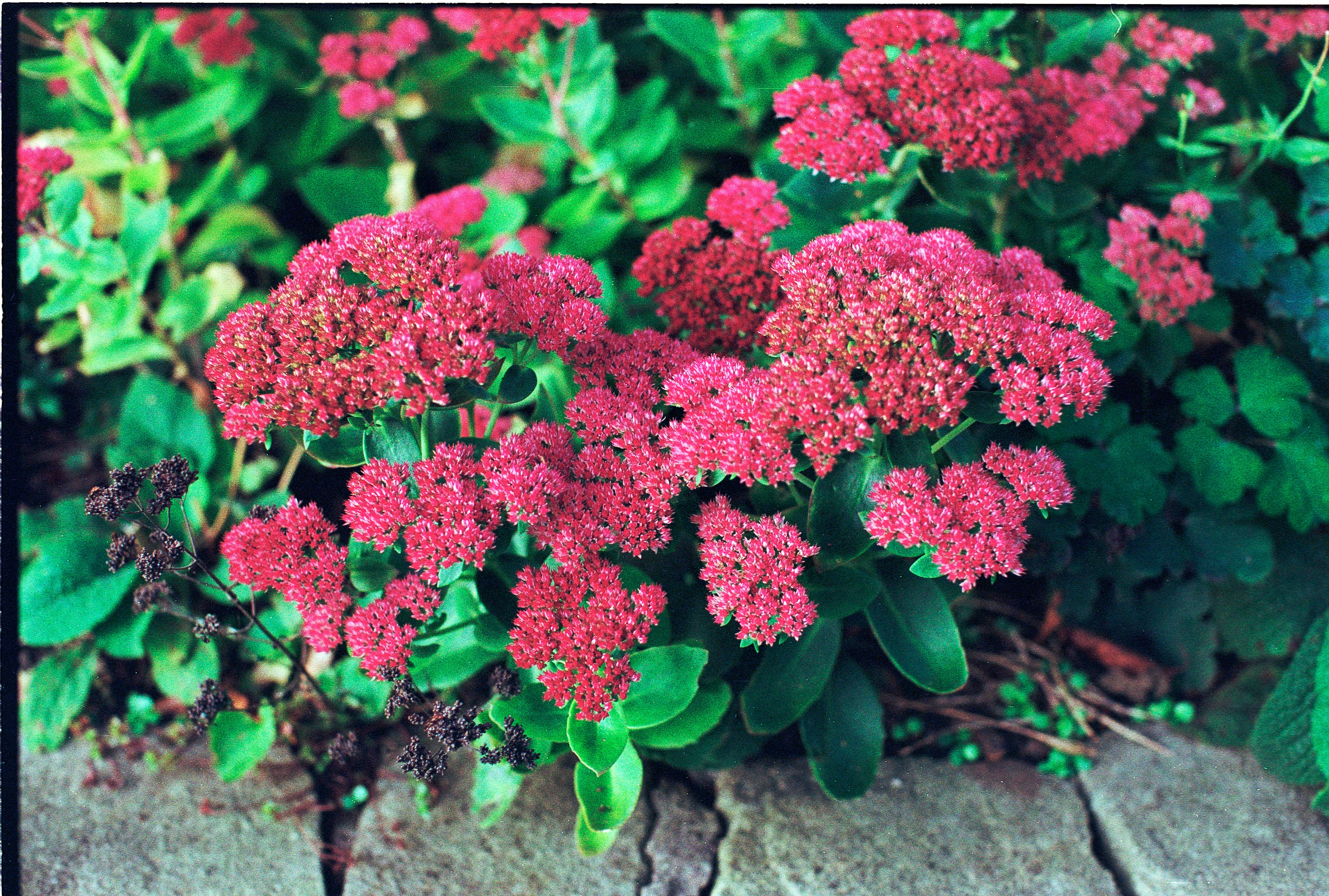 Crimson Hydrangea Bloom Bedded Against Stone