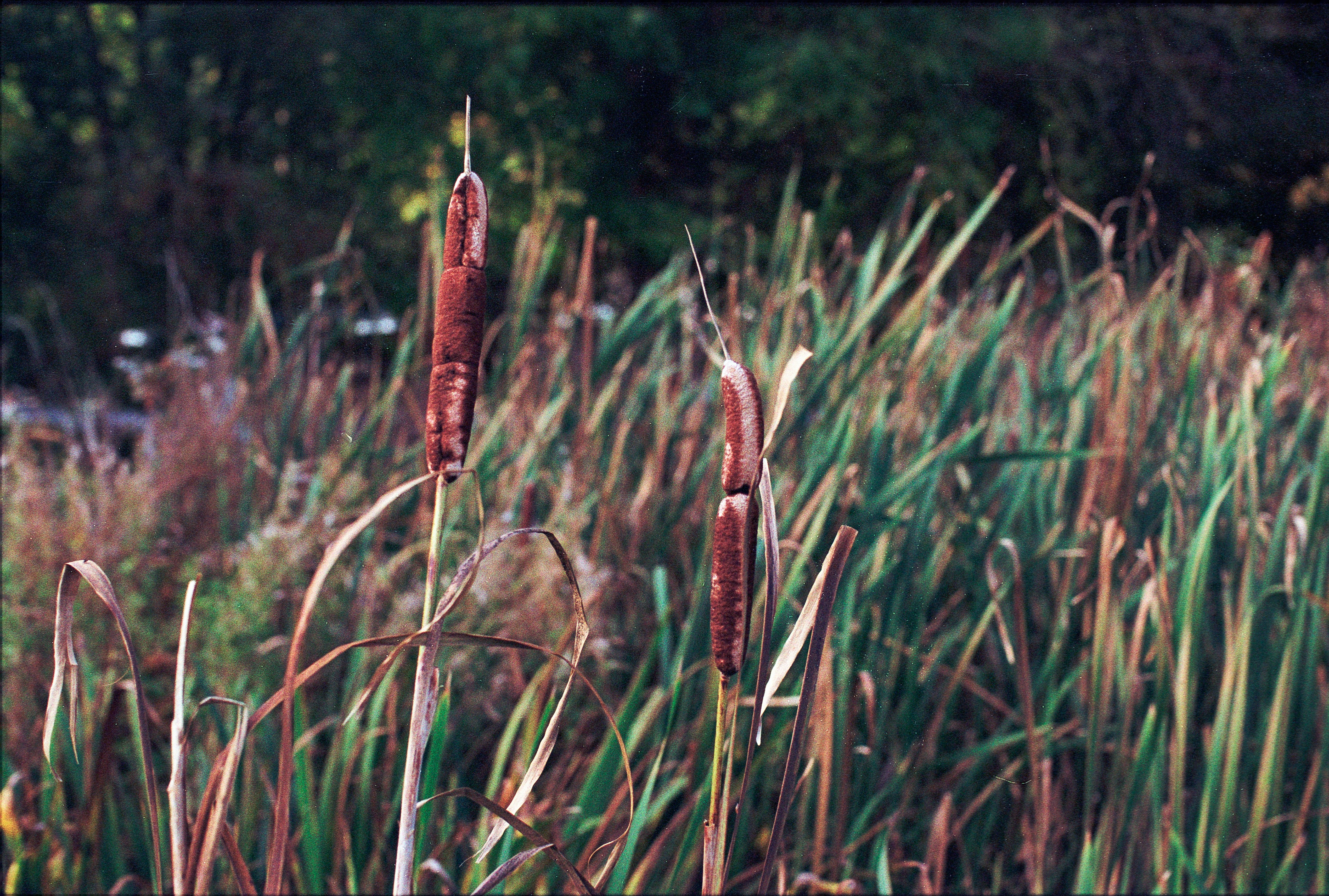 Photo by Tanya Barrow with Plustek OpticFilm 8300i