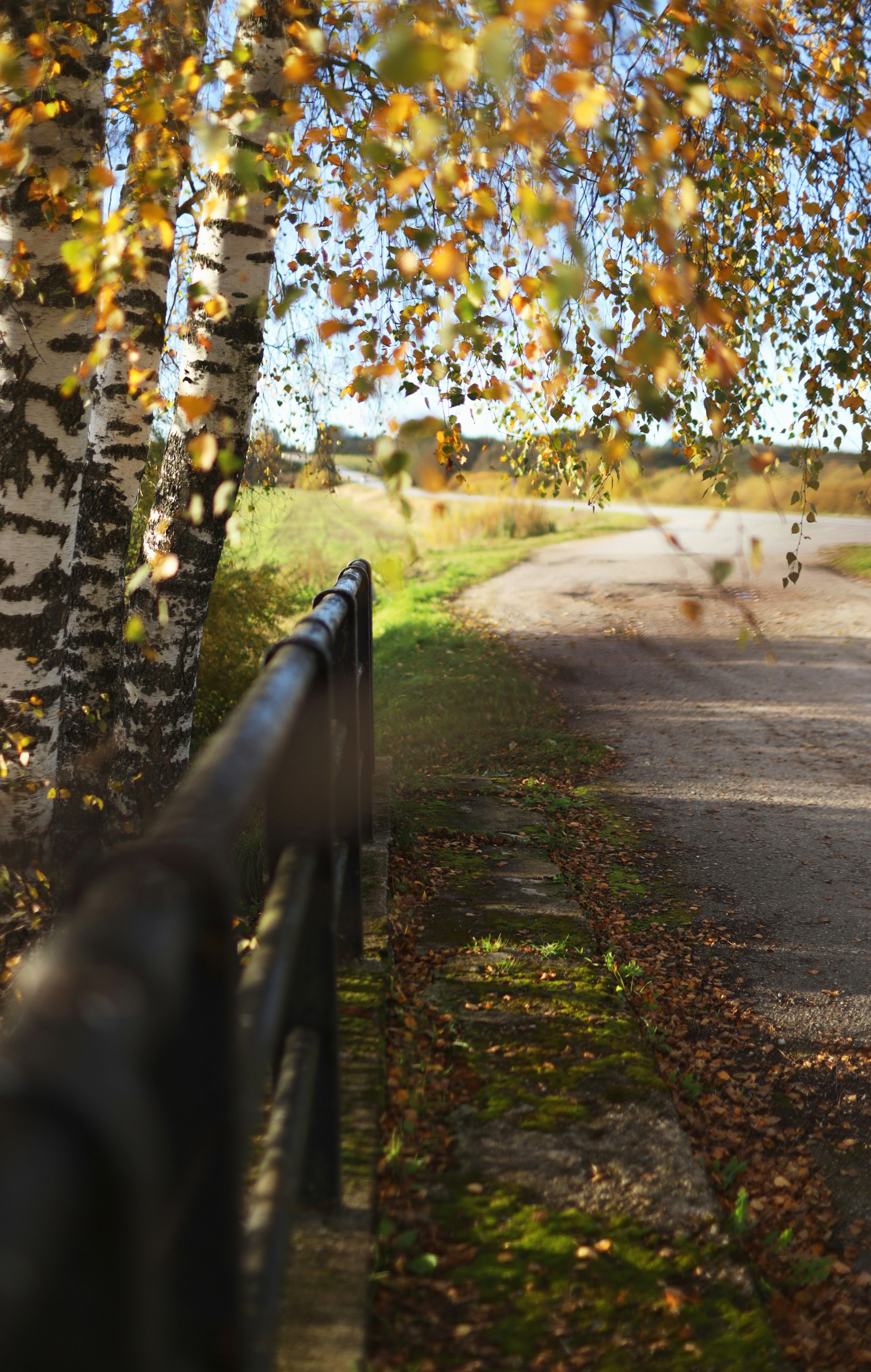 Birch Corridor in Autumn Light: Railside Path Framed by Falling Leaves