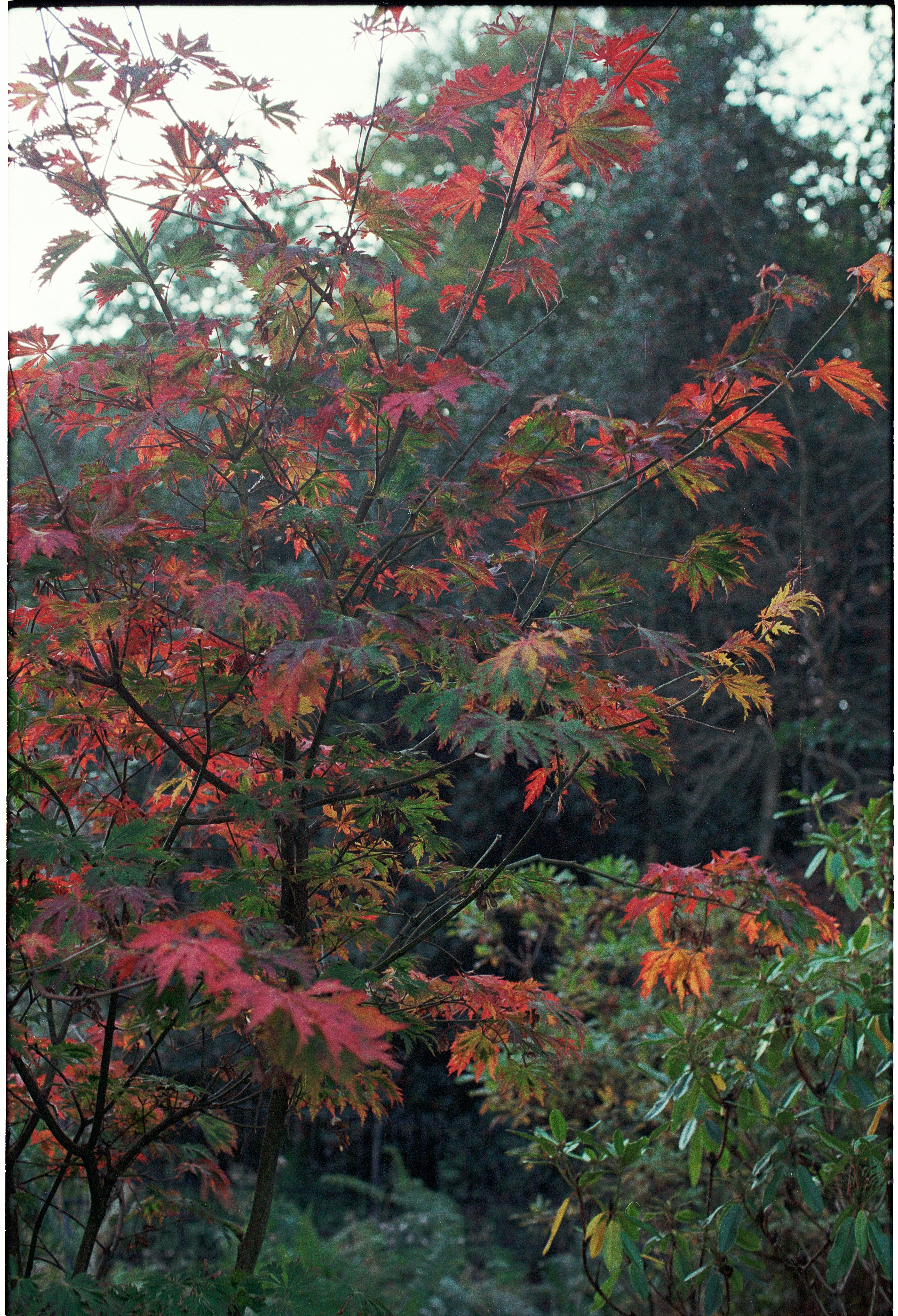 Autumn's Palette: A Dance of Colors