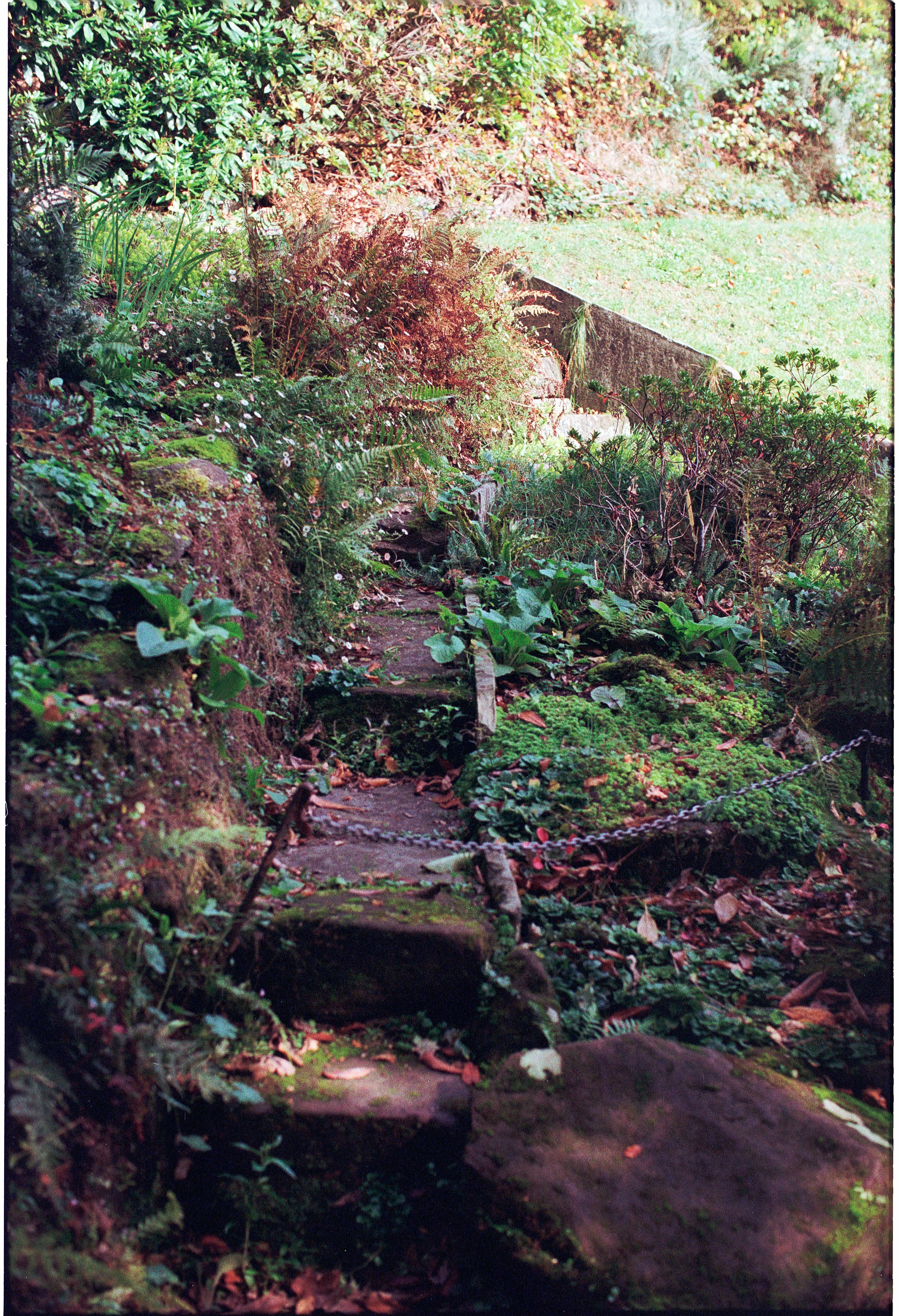 Moss-Cloaked Steps Winding Through a Quiet Garden