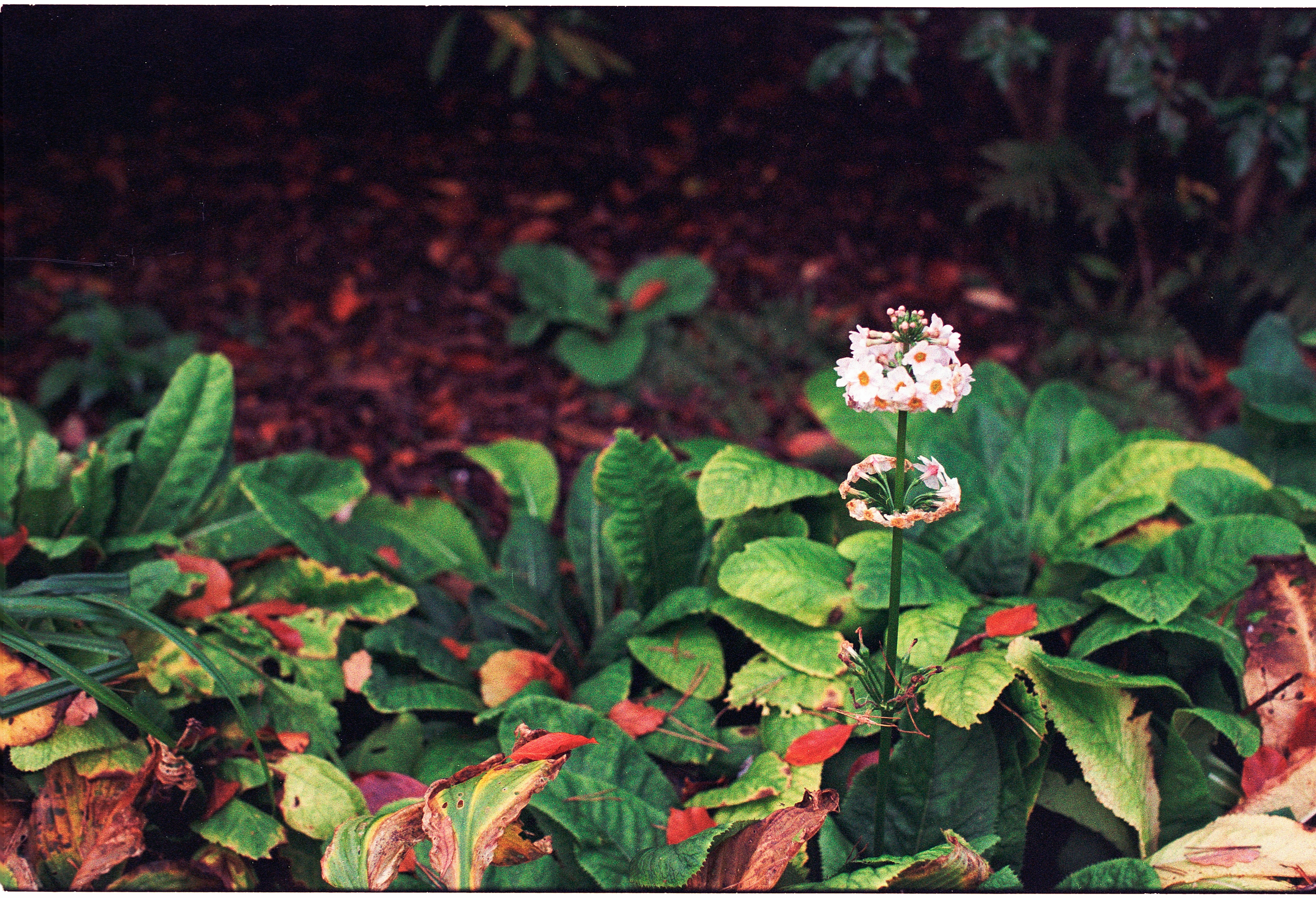 Graceful Resilience: A Bloom Amongst the Greens