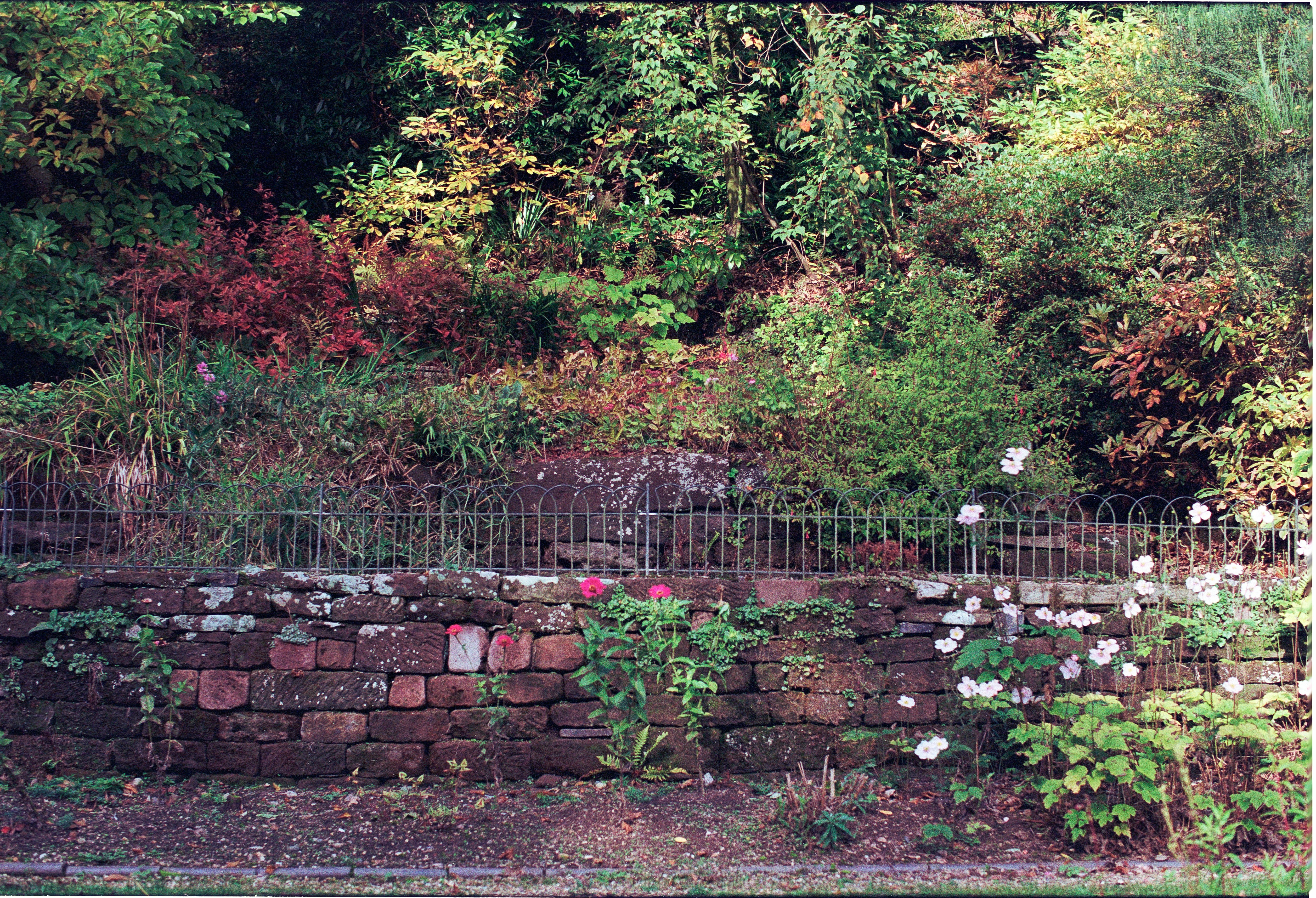 Lush garden scene showcasing vibrant foliage and a rustic stone wall, accented by blooming flowers. A serene testament to nature's beauty.