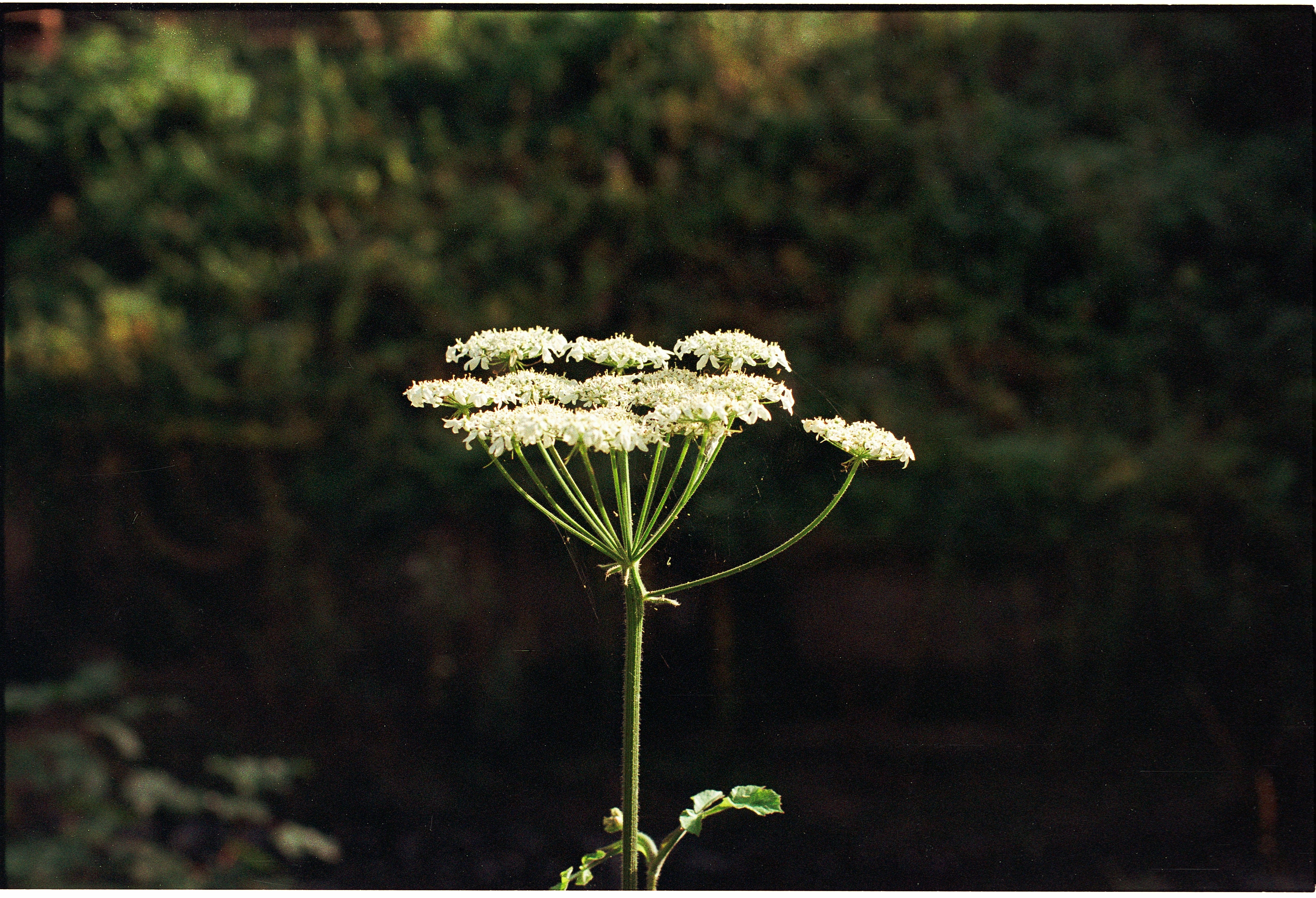 Solitary White Umbel Against Velvet Night