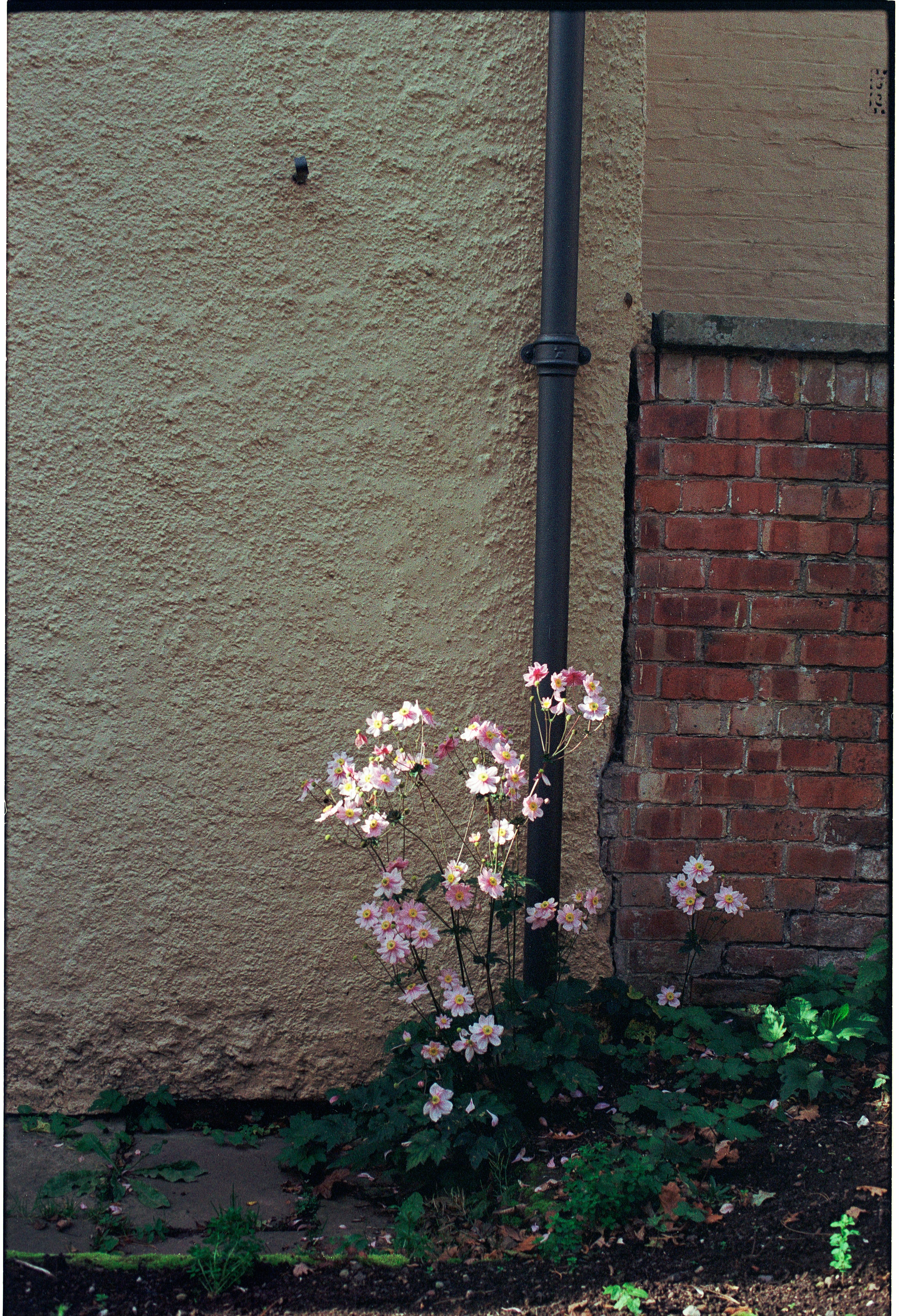 Whispers of Spring Against Urban Backdrop