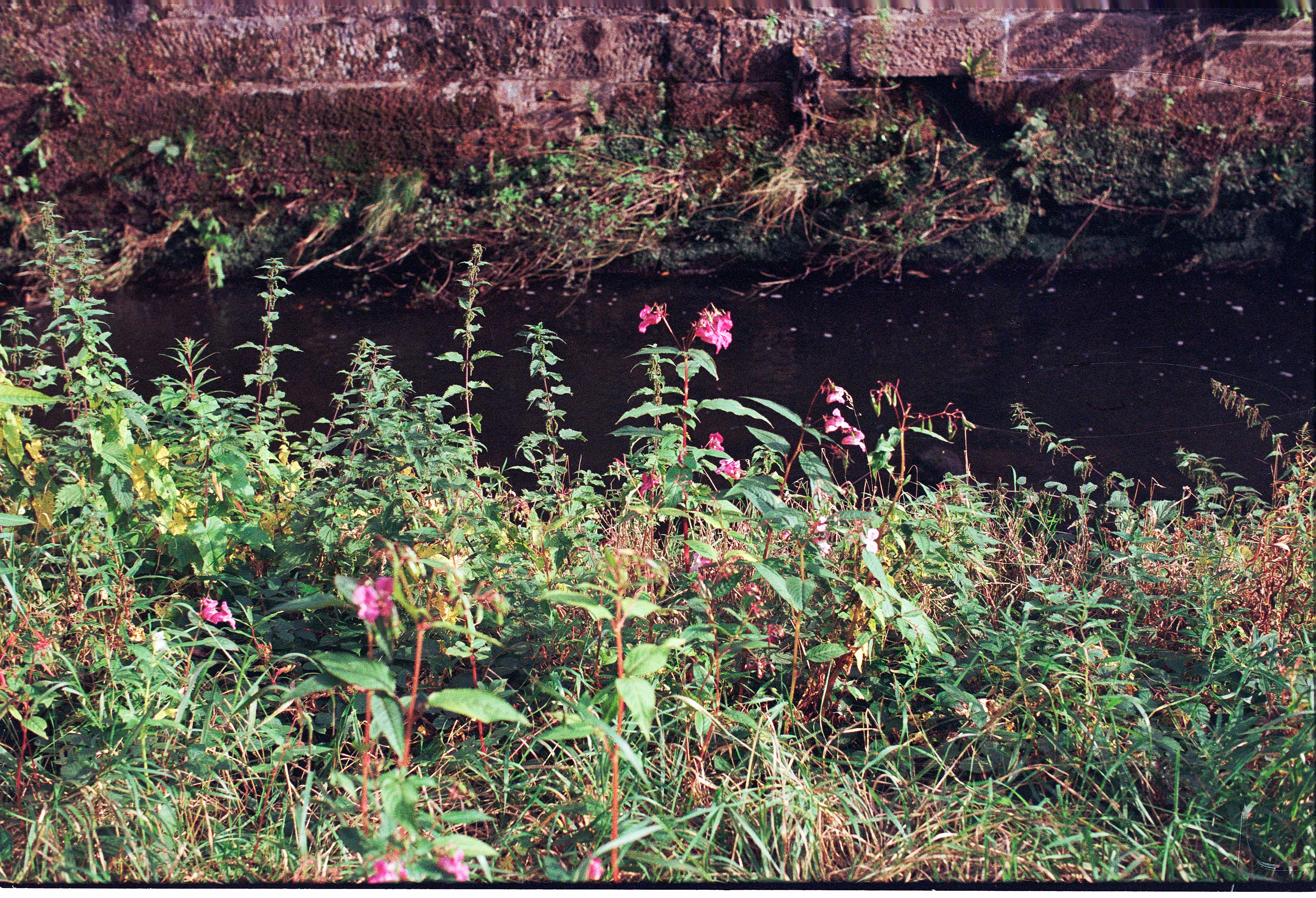 Vibrant wildflowers flourish along the bank of a serene stream, showcasing the beauty of natural growth in a tranquil setting.