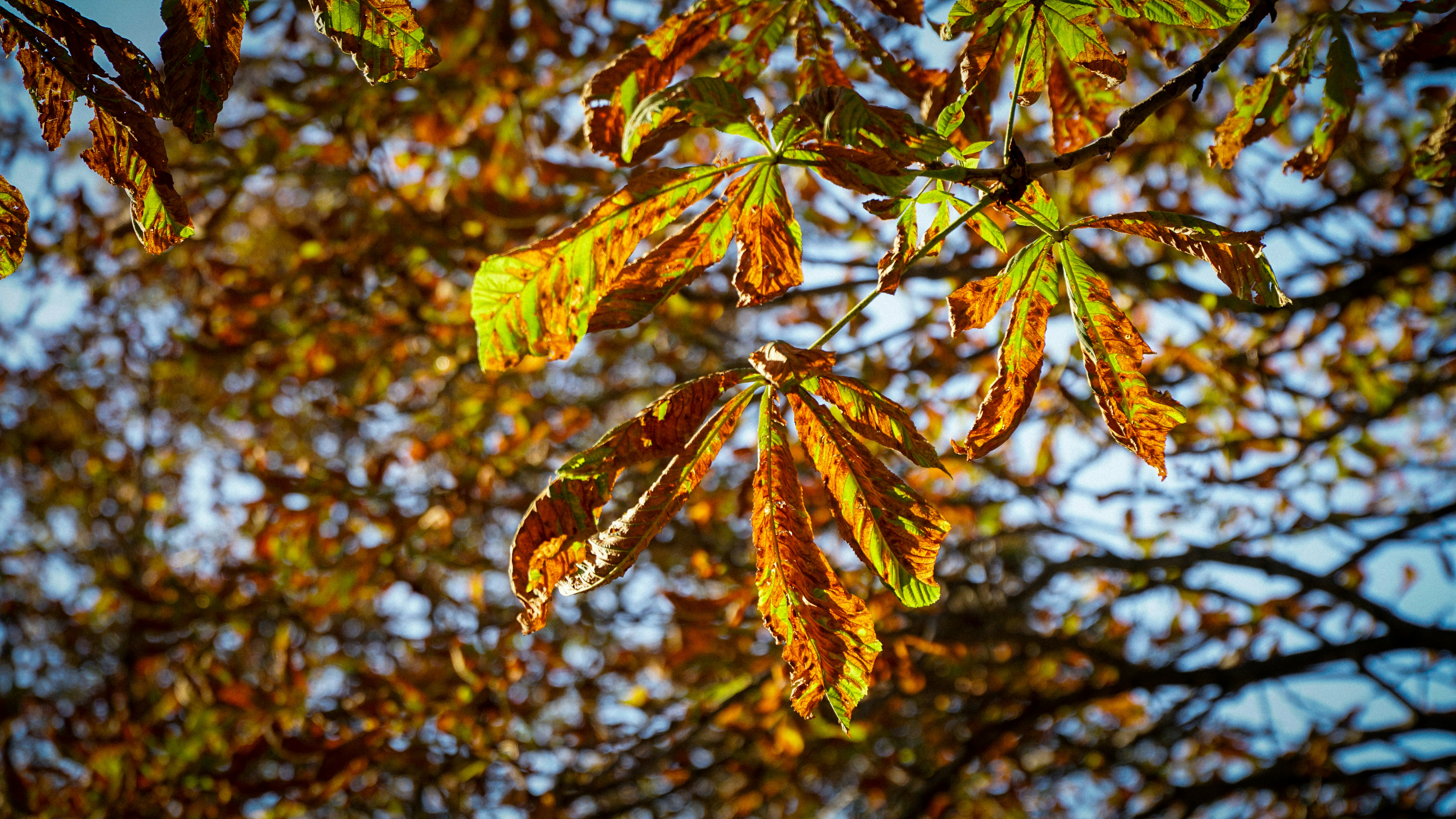 Autumn's Golden Embrace
