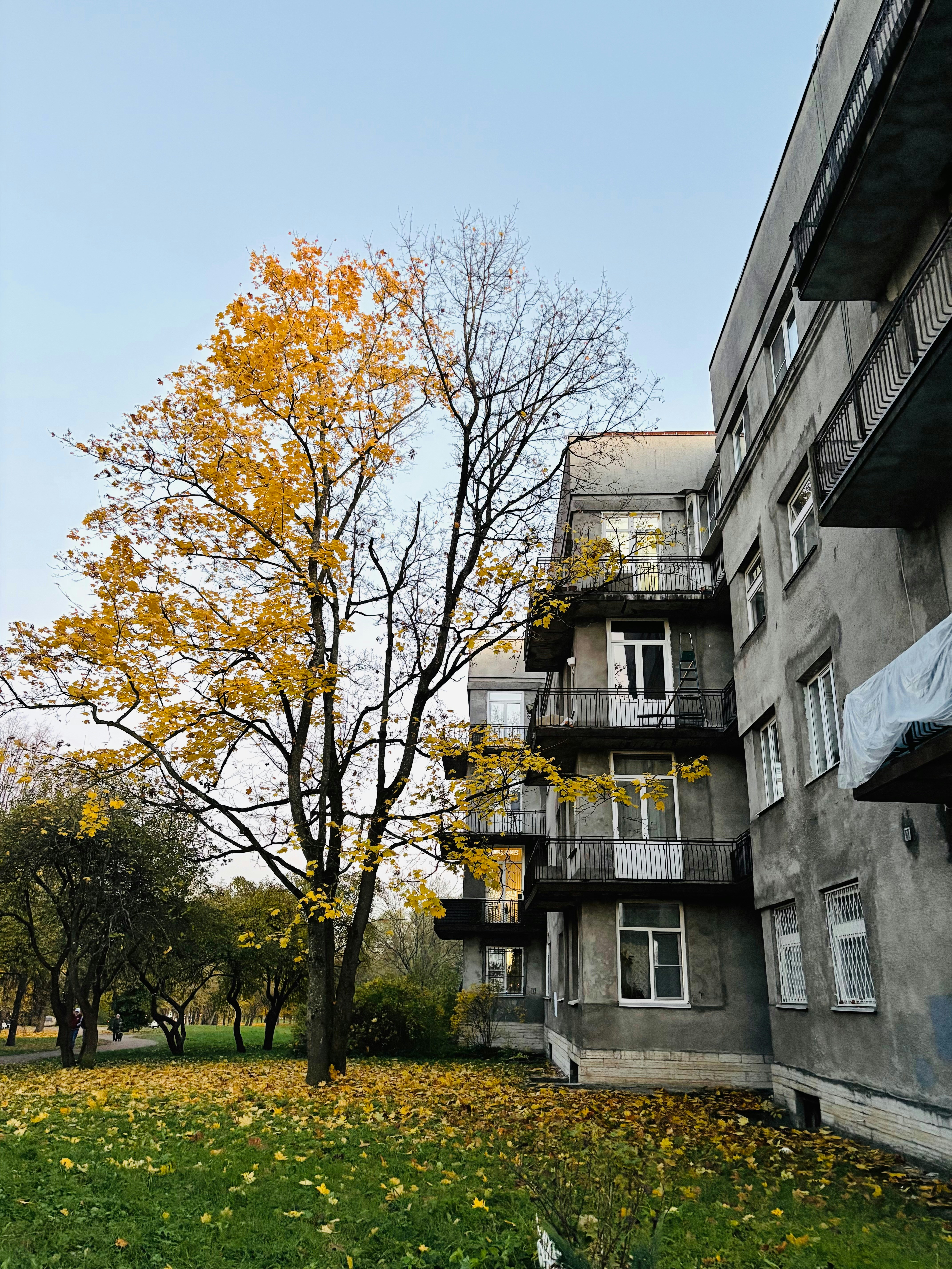 Autumn's Embrace in Urban Tranquility