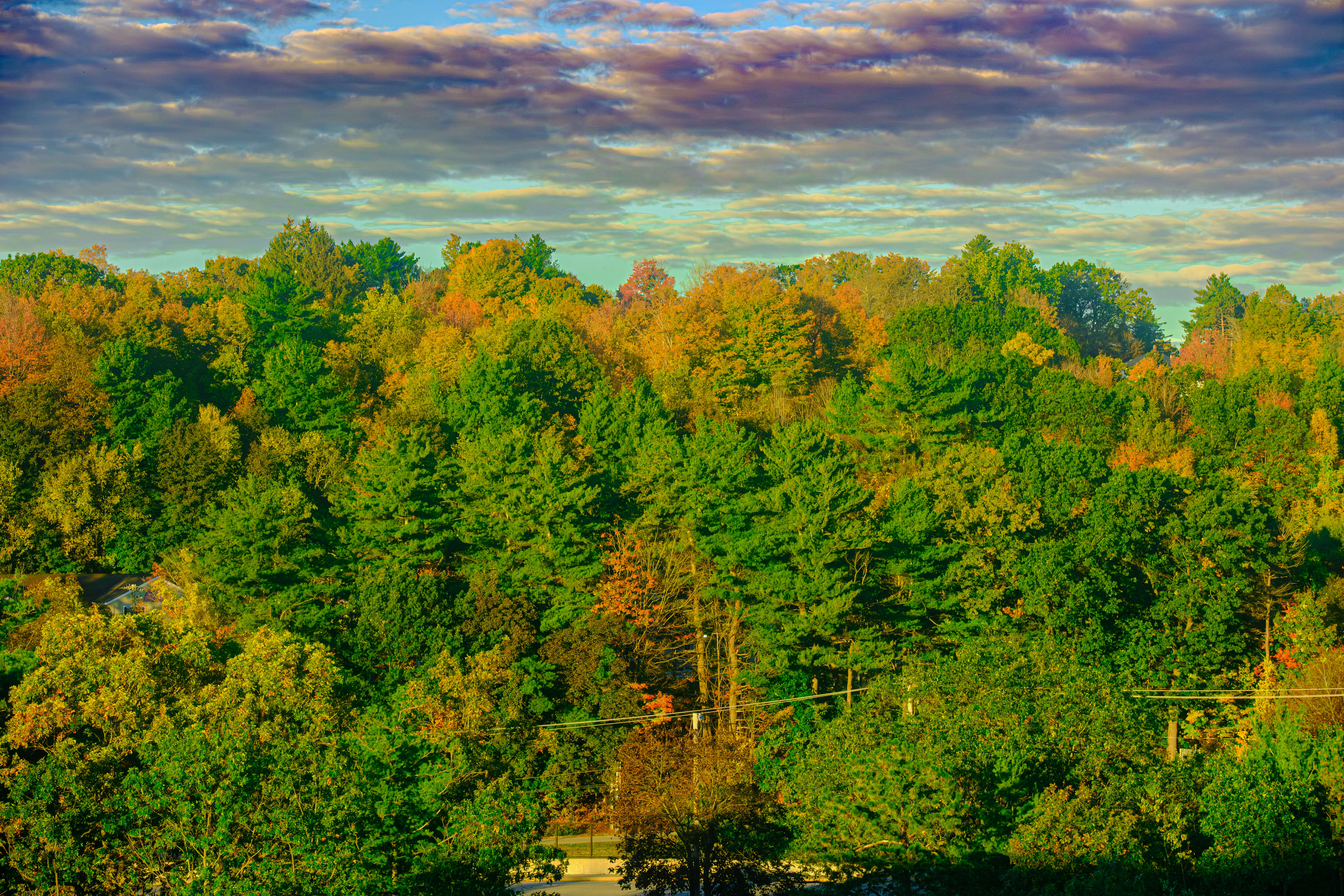 Autumn's Embrace: A Tapestry of Color