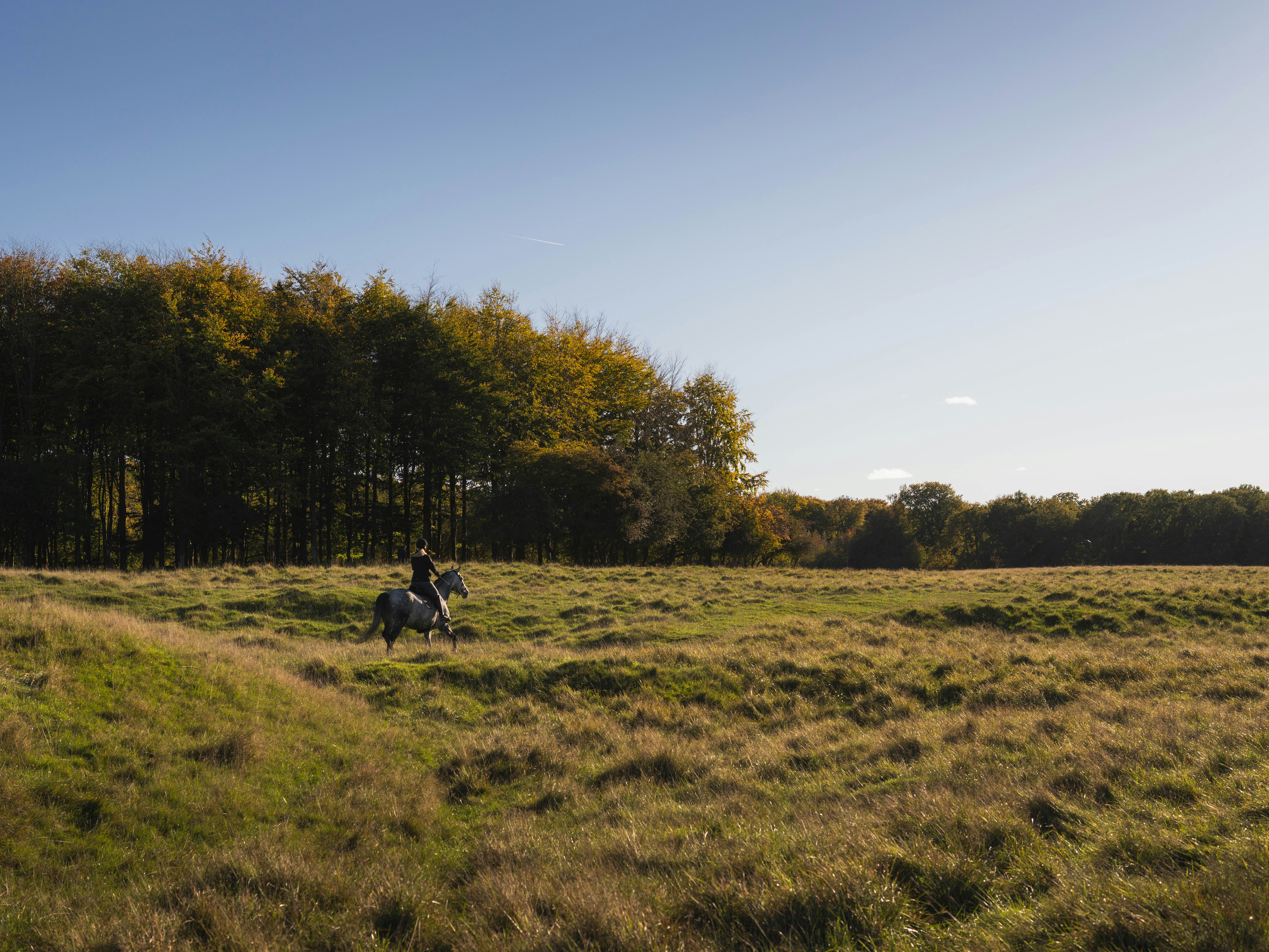 Autumn Ride Through Golden Grasses