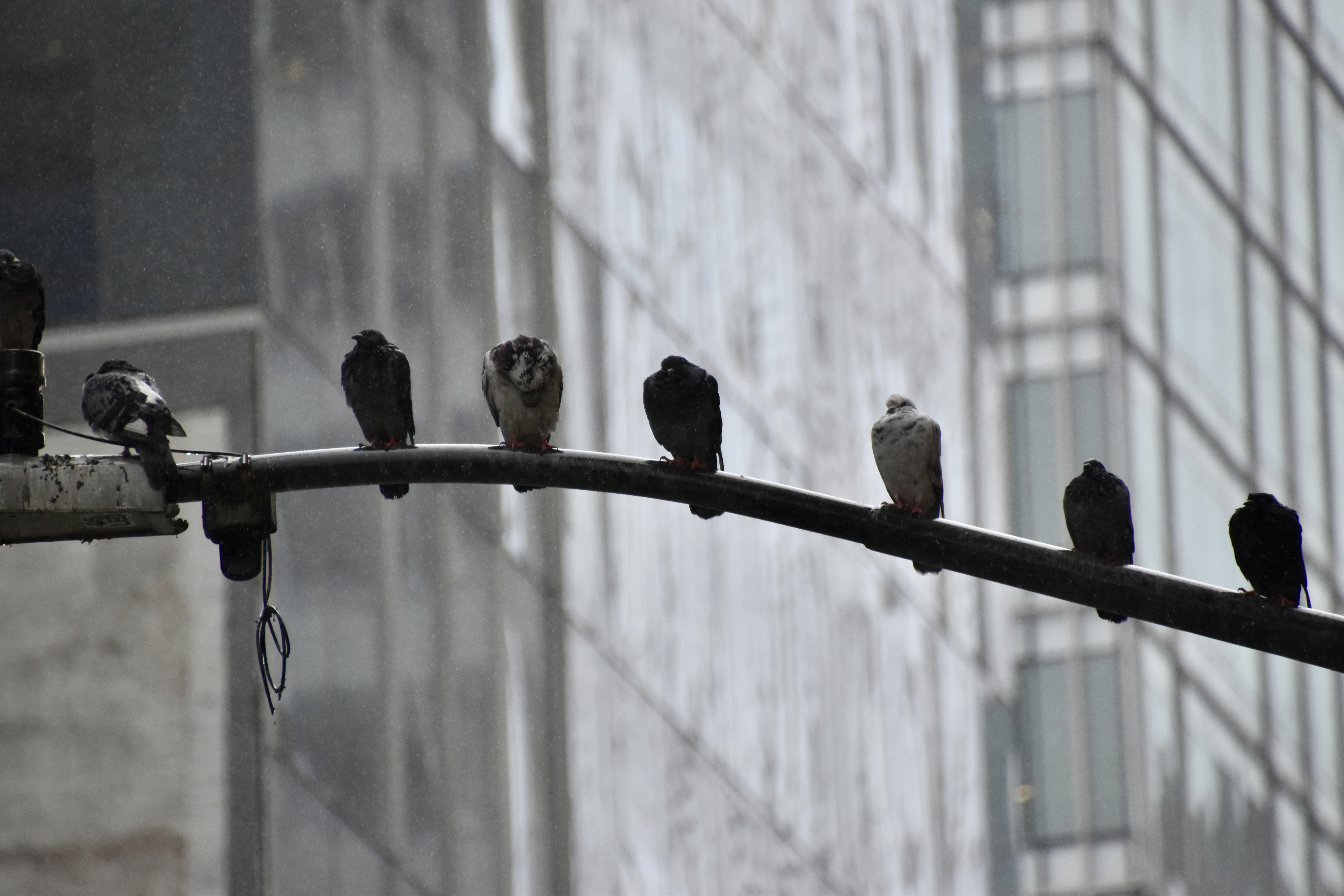 Urban Perch: A Gathering of Pigeons