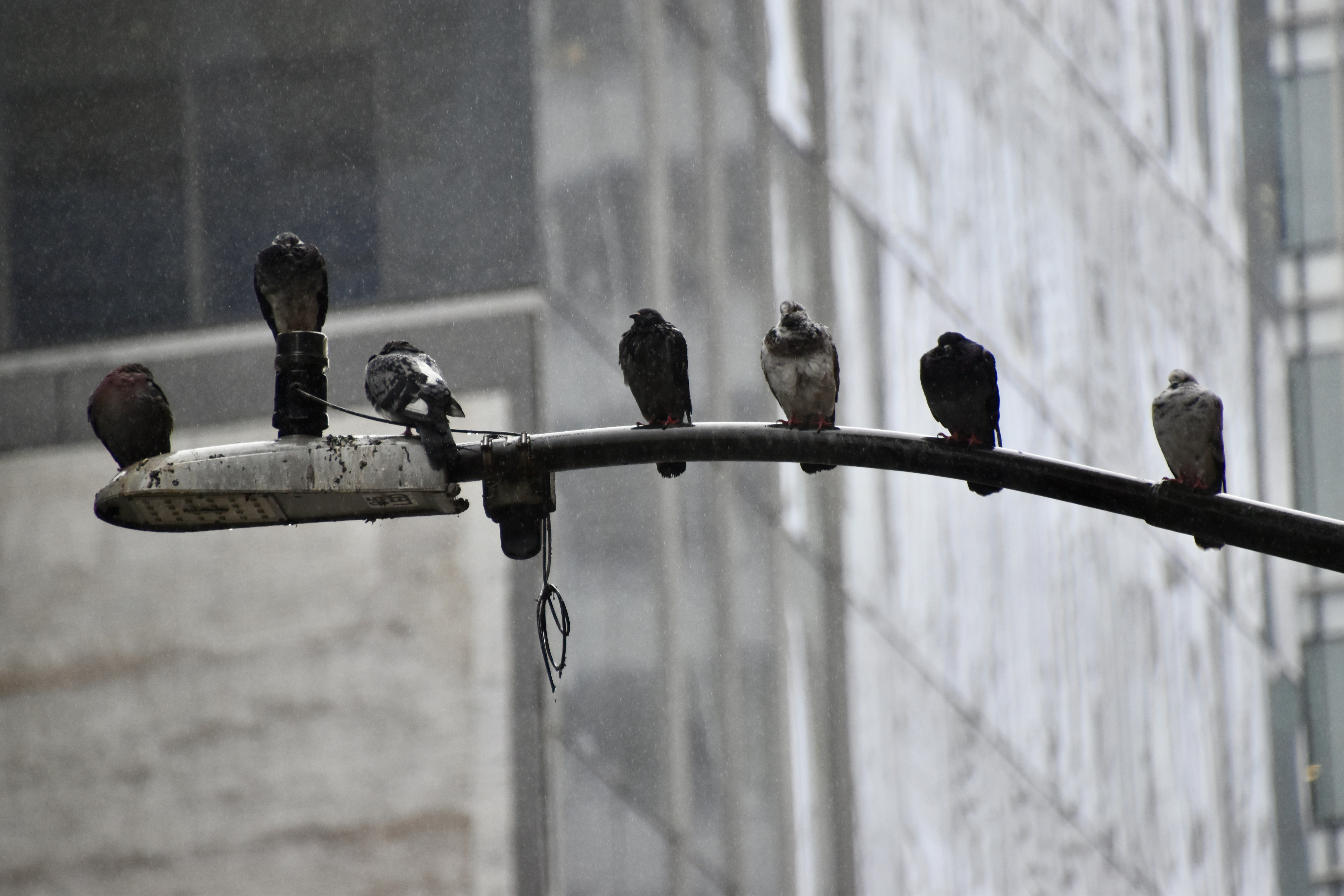 Urban Perch: A Gathering of Pigeons