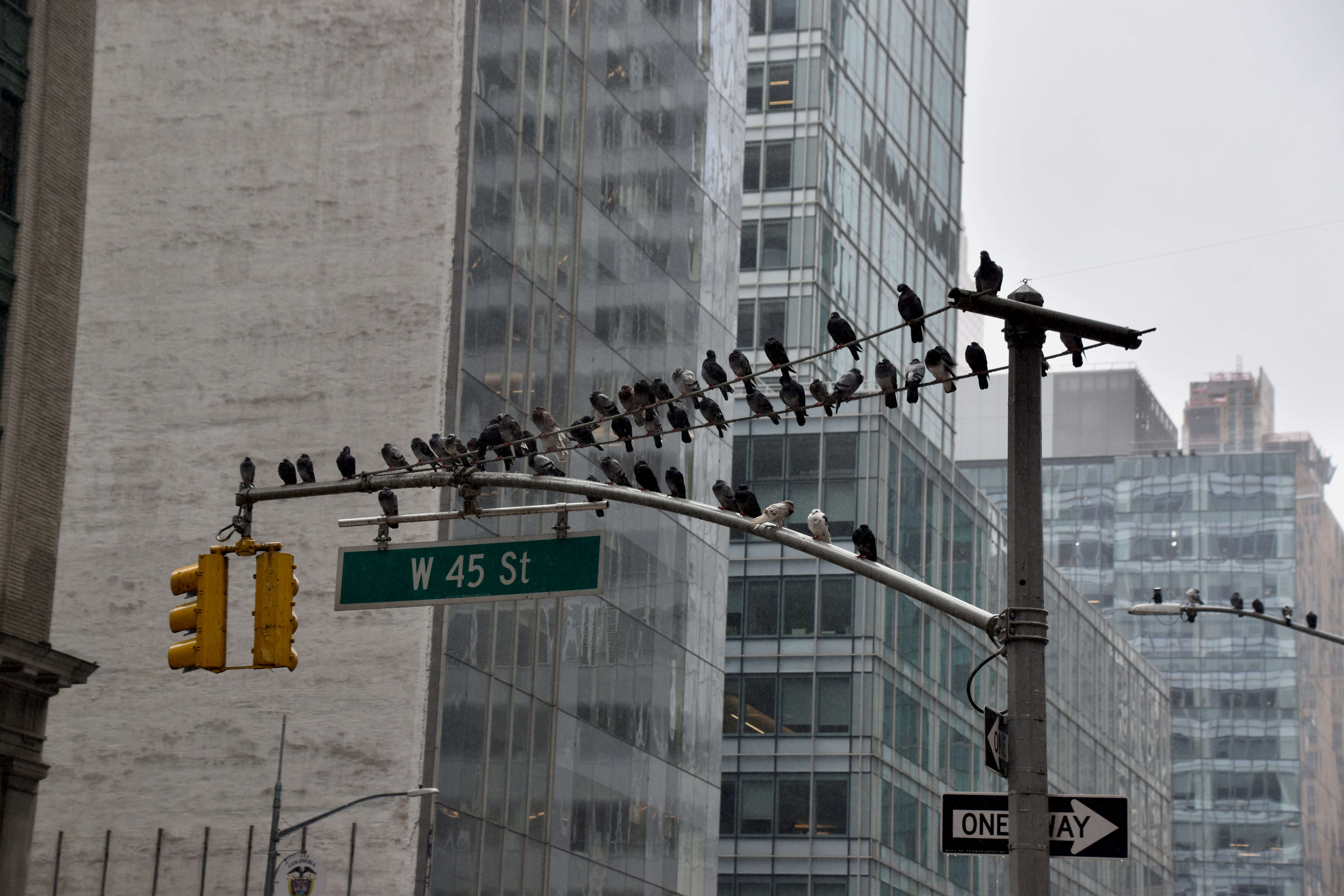 Feathered Chorus Over West 45th Street