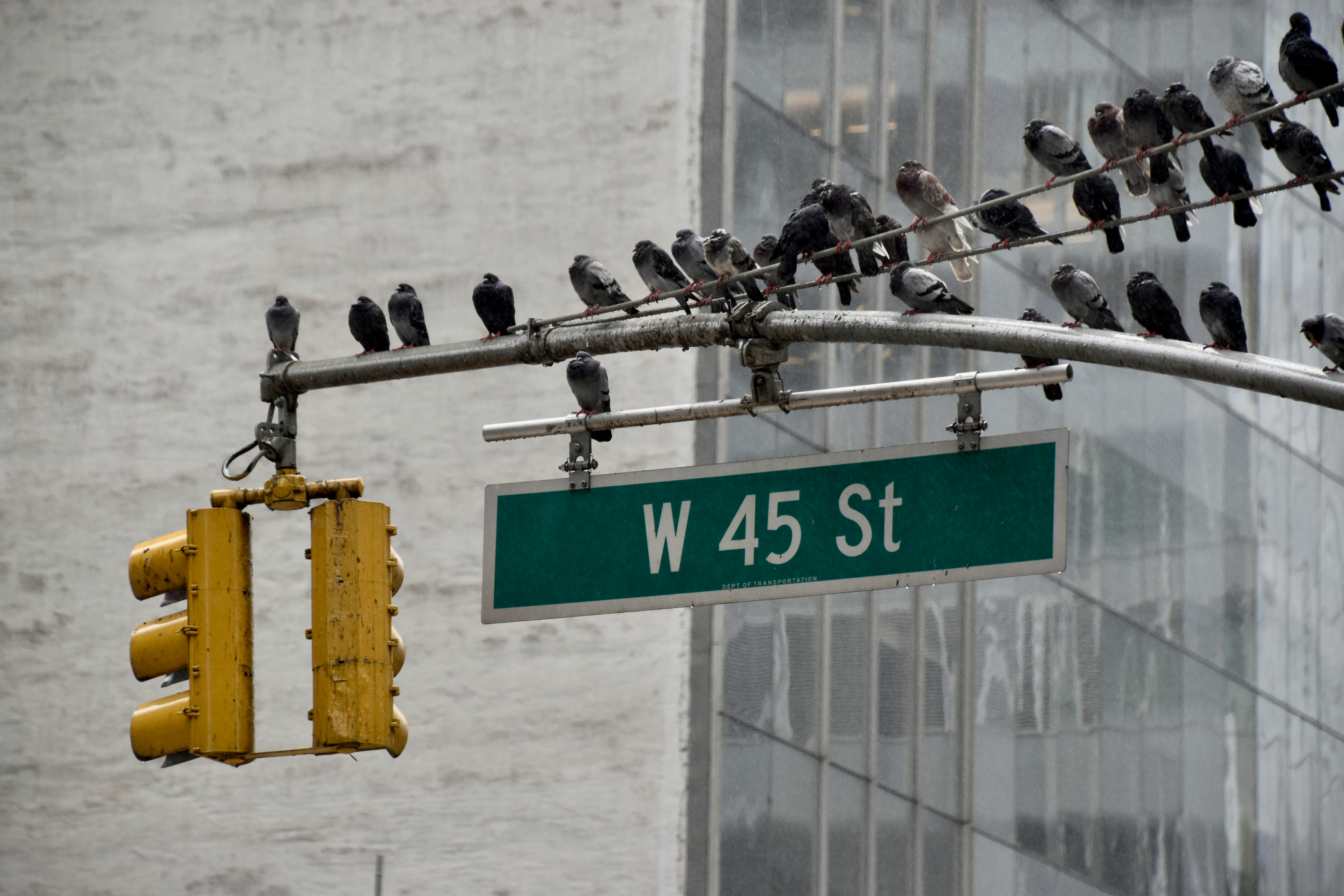 Urban Symphony: Pigeons and Signals