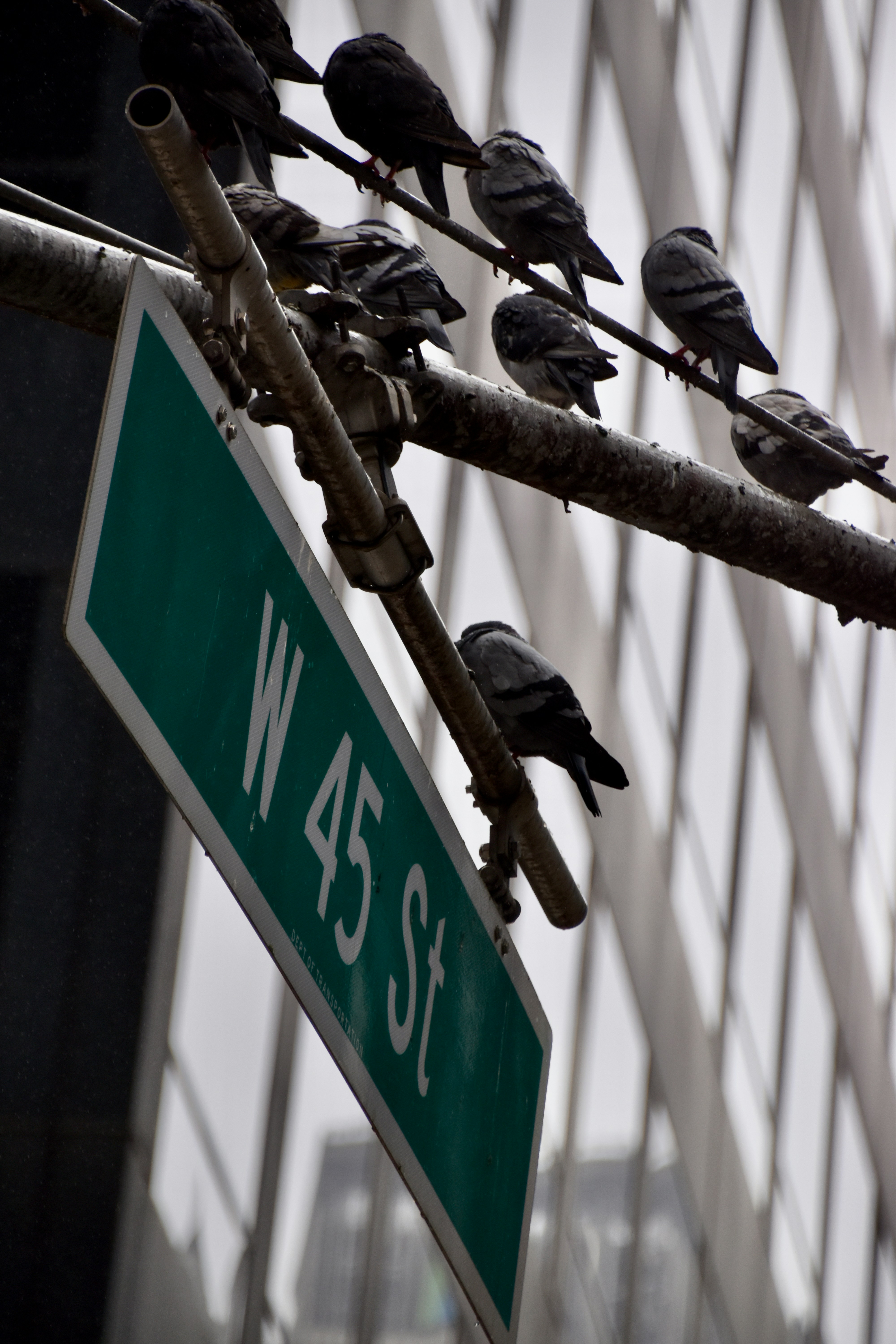 Pigeons on a Wire Over W 45 Street: Urban Silence Amid Glass Giants