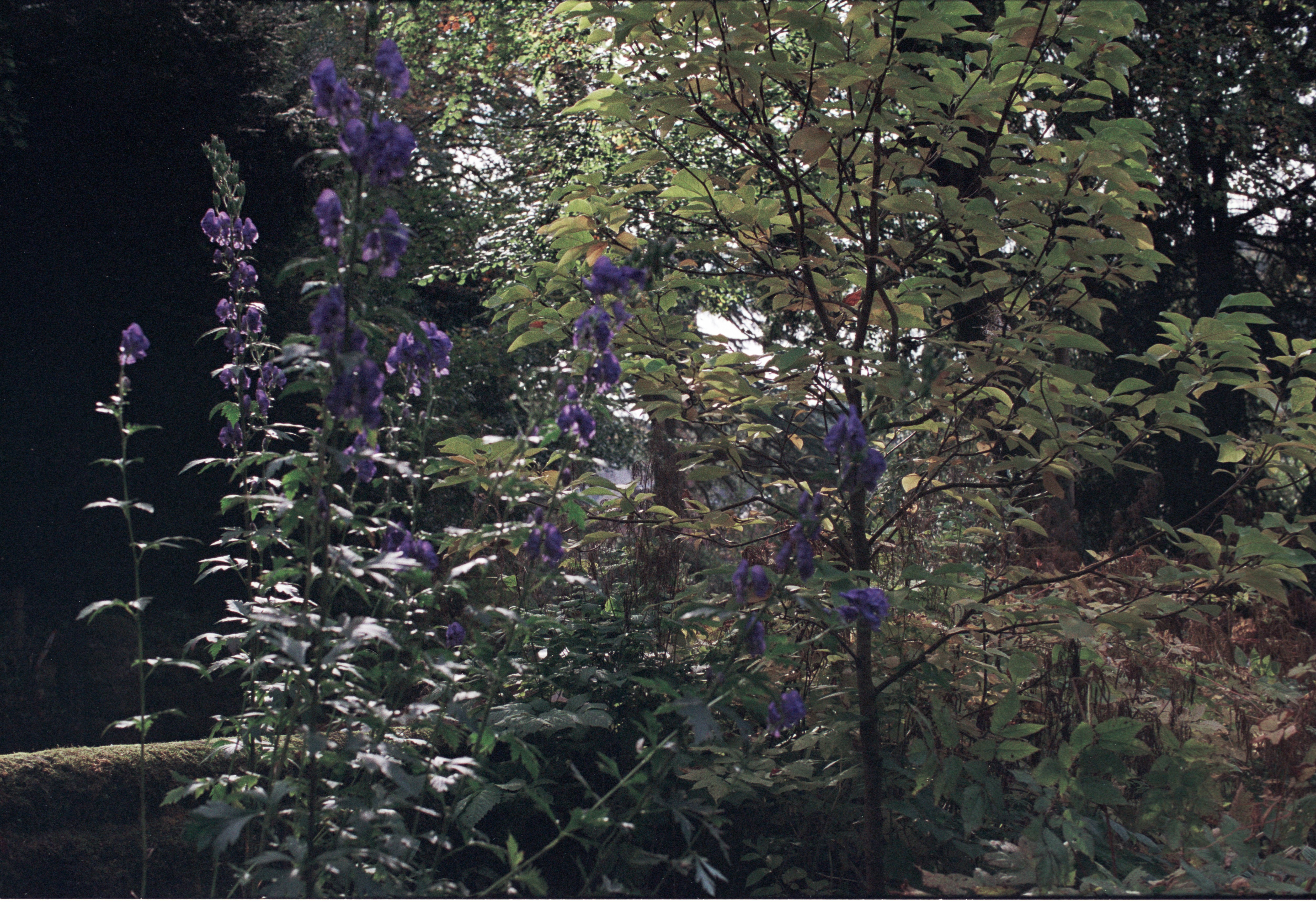 Purple Spires in a Quiet Garden