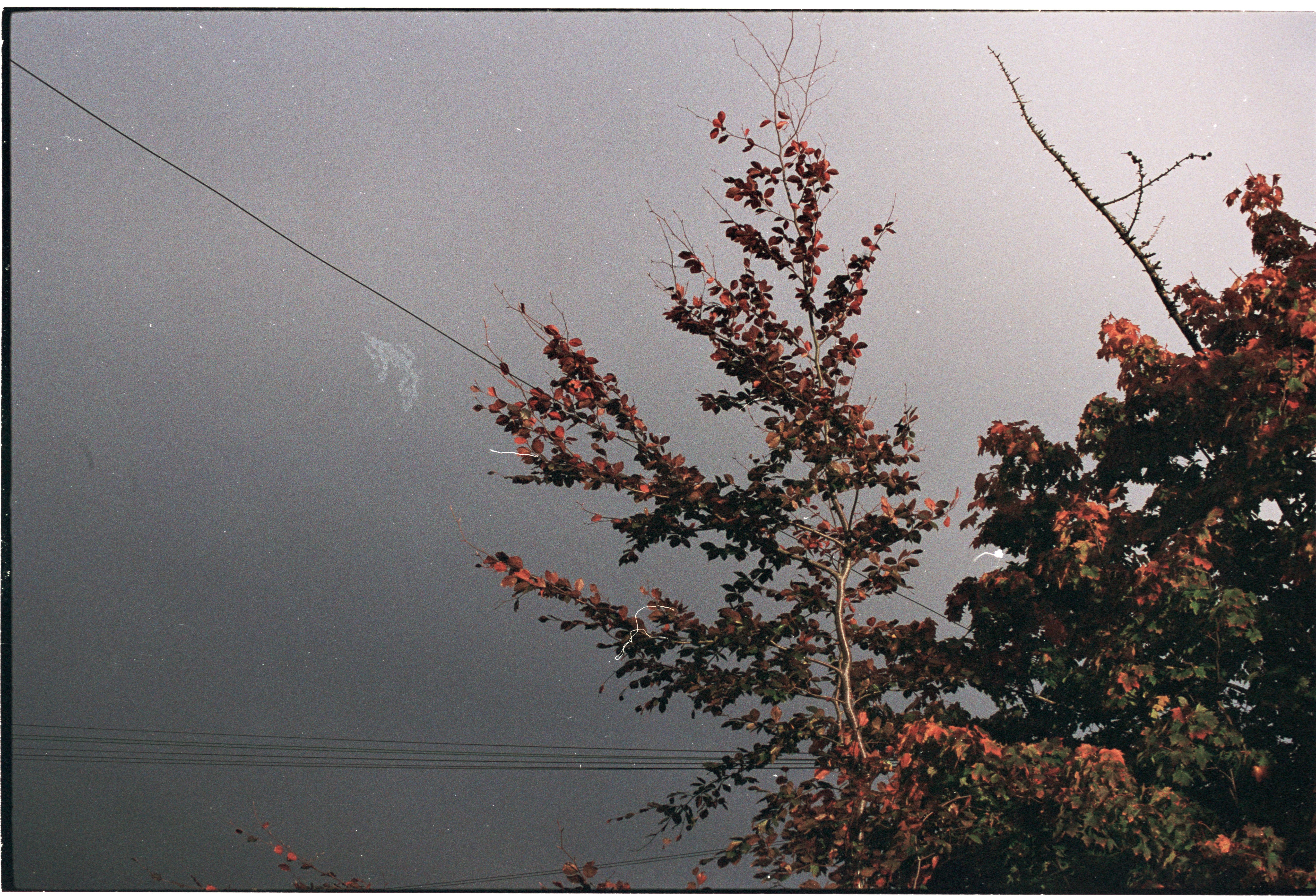 Whispers of Autumn: A Leafy Reverie