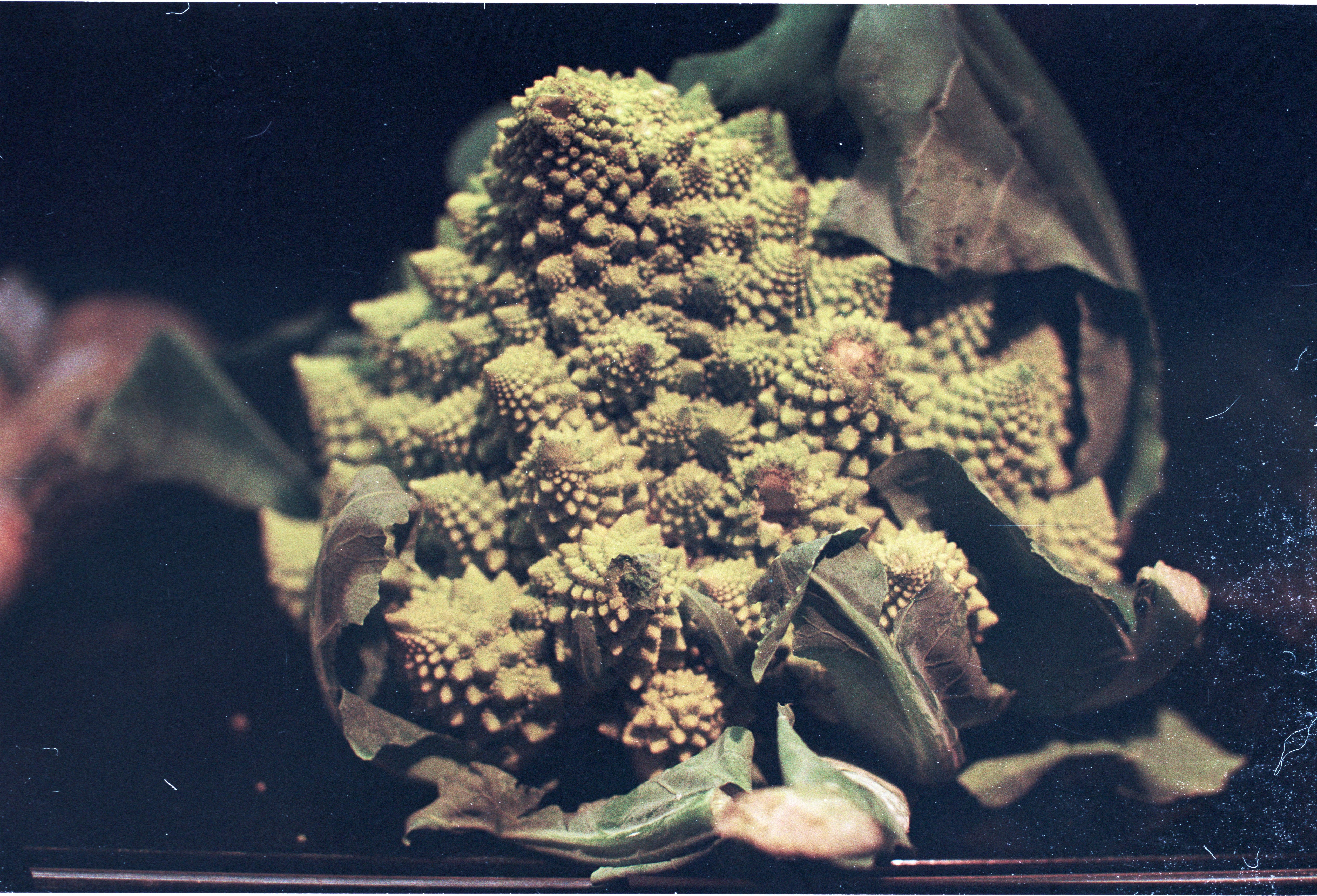 Close-up of a vibrant Romanesco cauliflower showcasing its unique fractal patterns and lush green leaves.