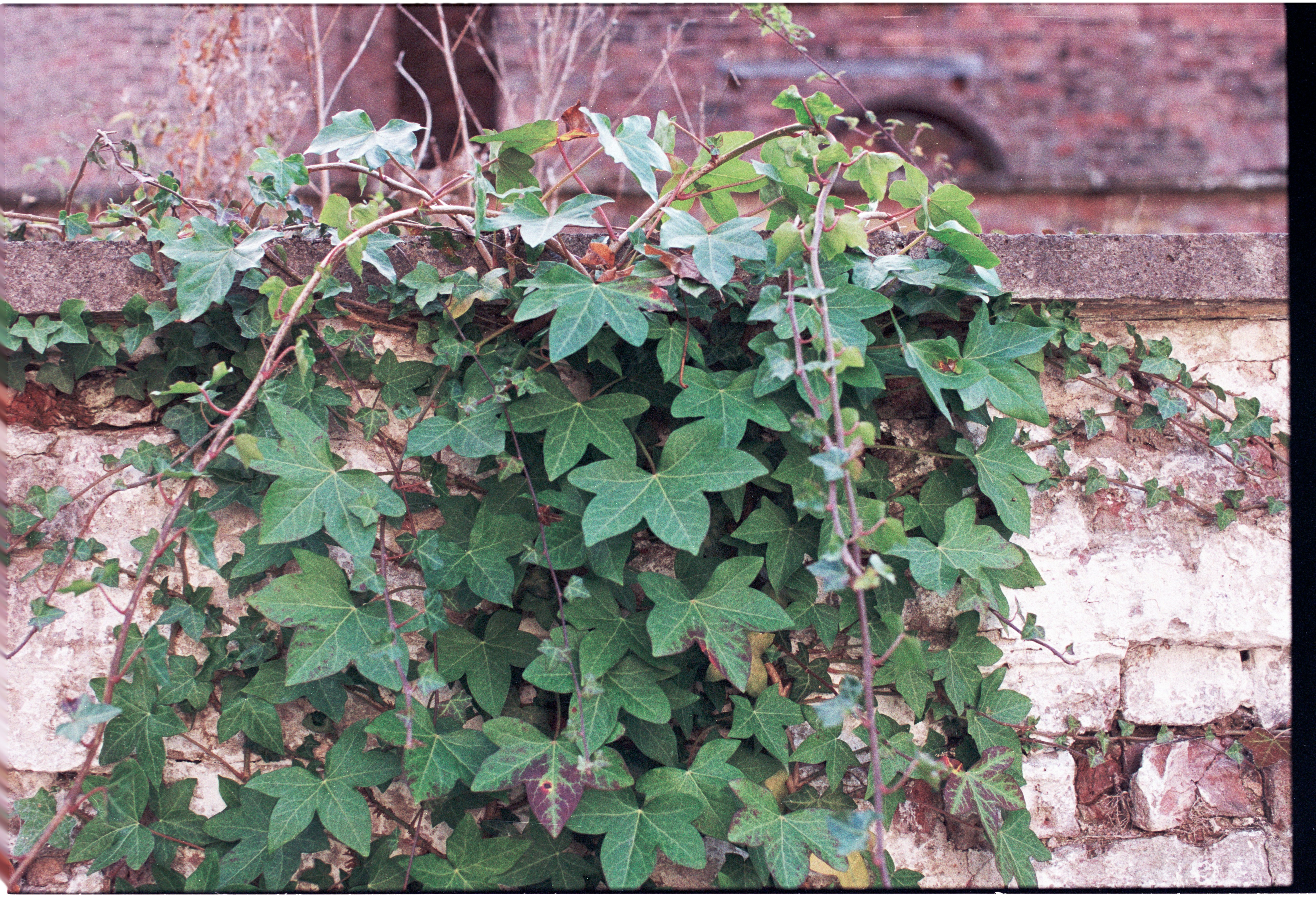 Photo by Tanya Barrow with Plustek OpticFilm 8300i