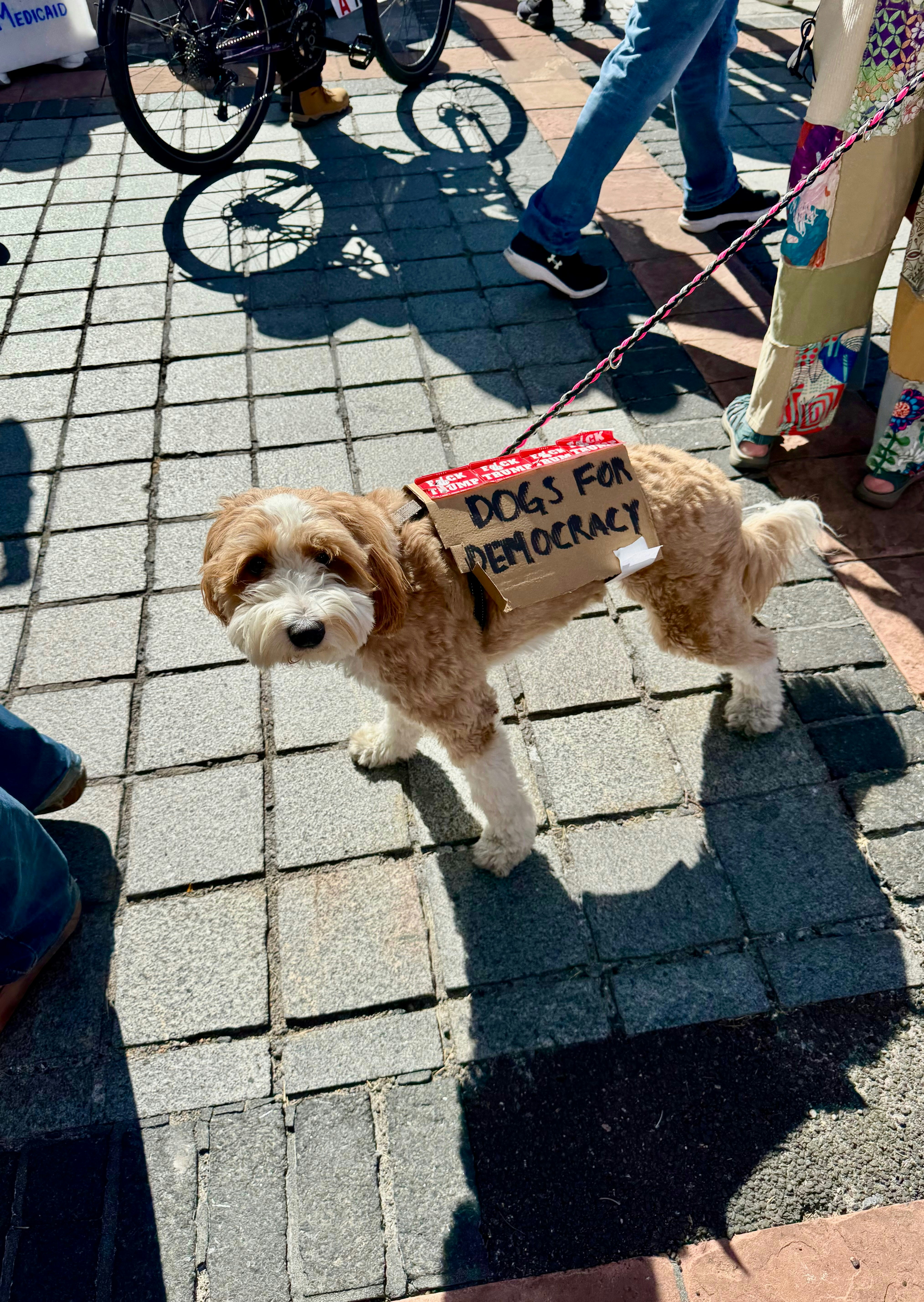 Sunlit Street Protest Dog with Cardboard Sign