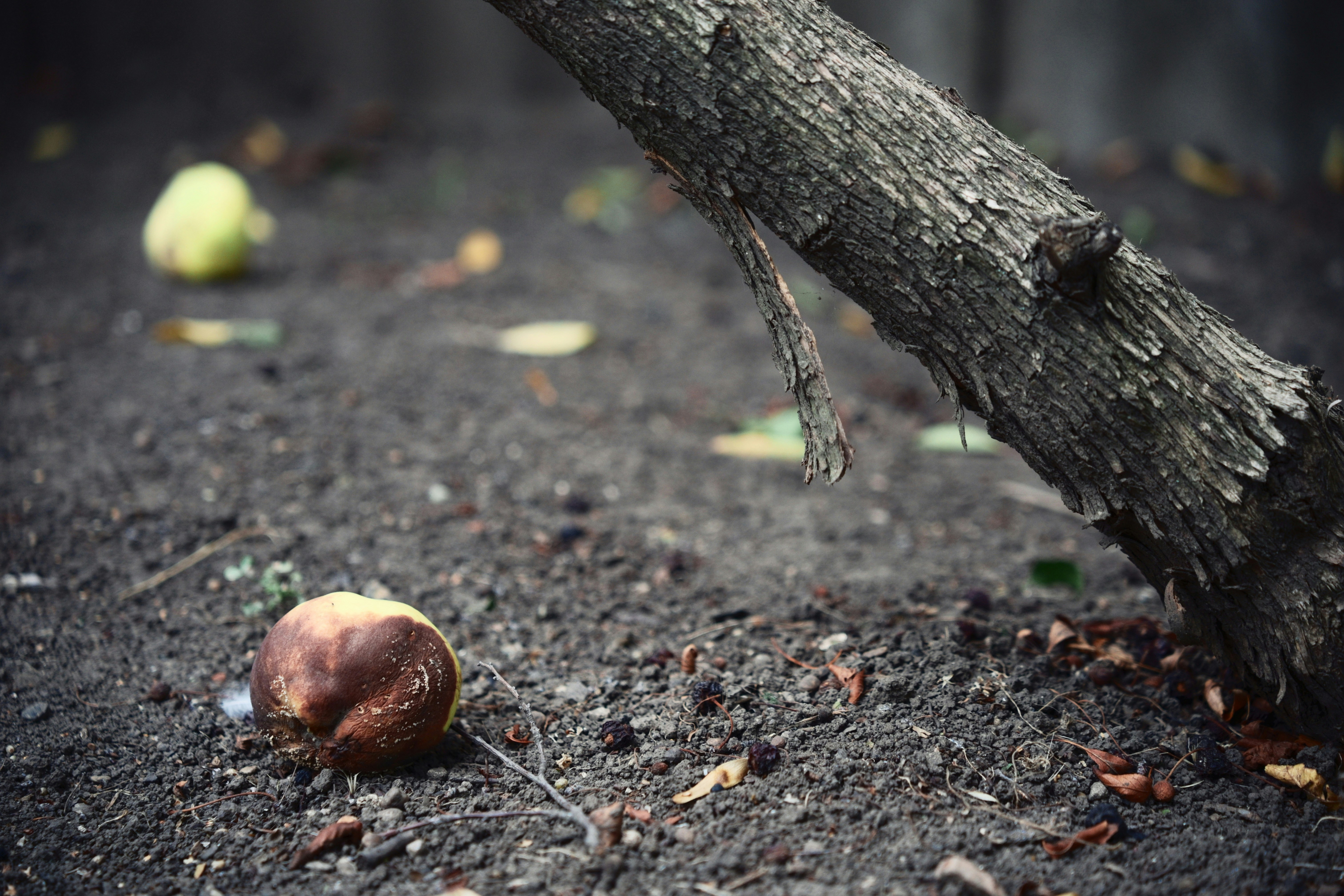 Whispers of Autumn: A Fallen Treasure