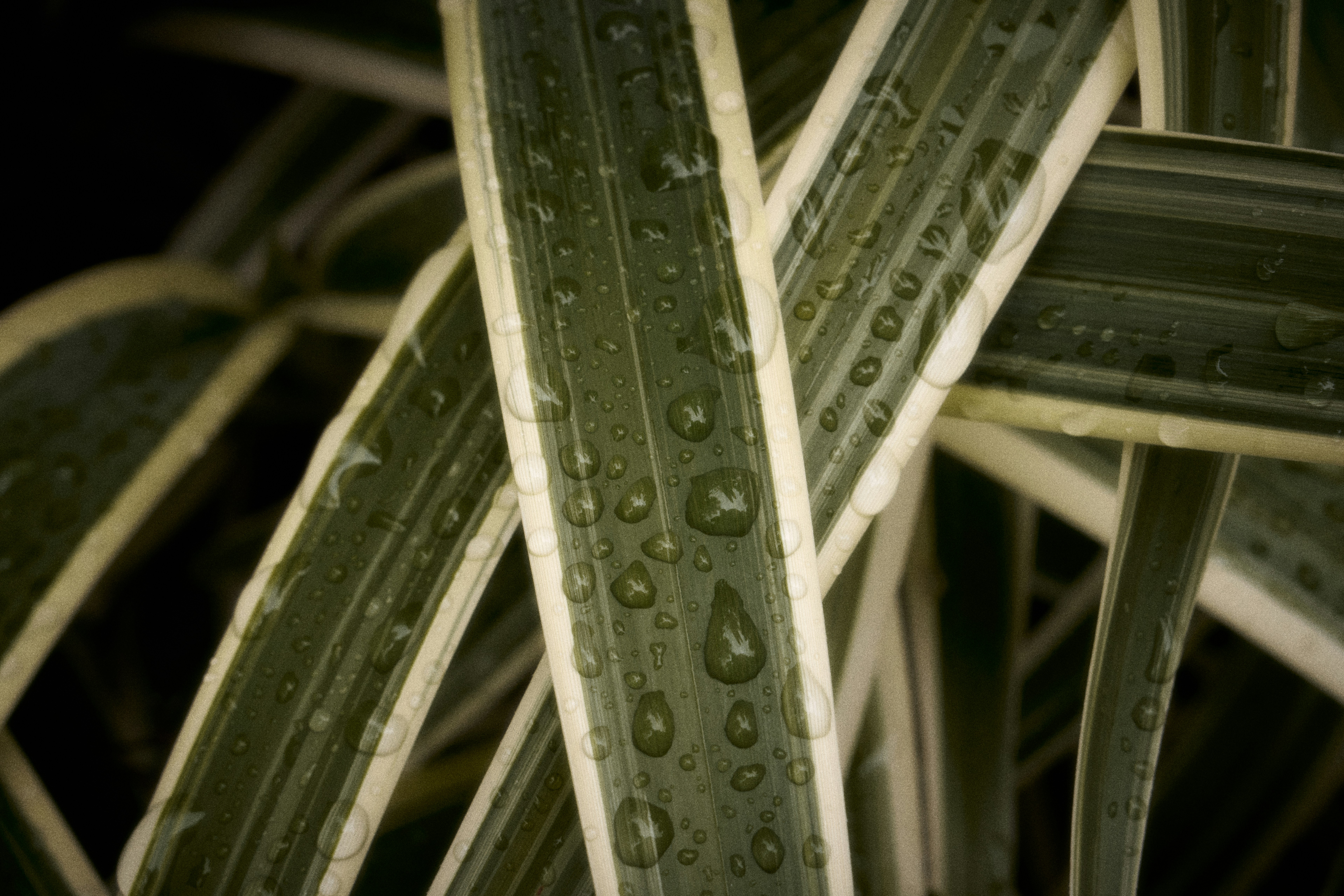 Dew-Flecked Strands: Macro Portrait of Variegated Leaves