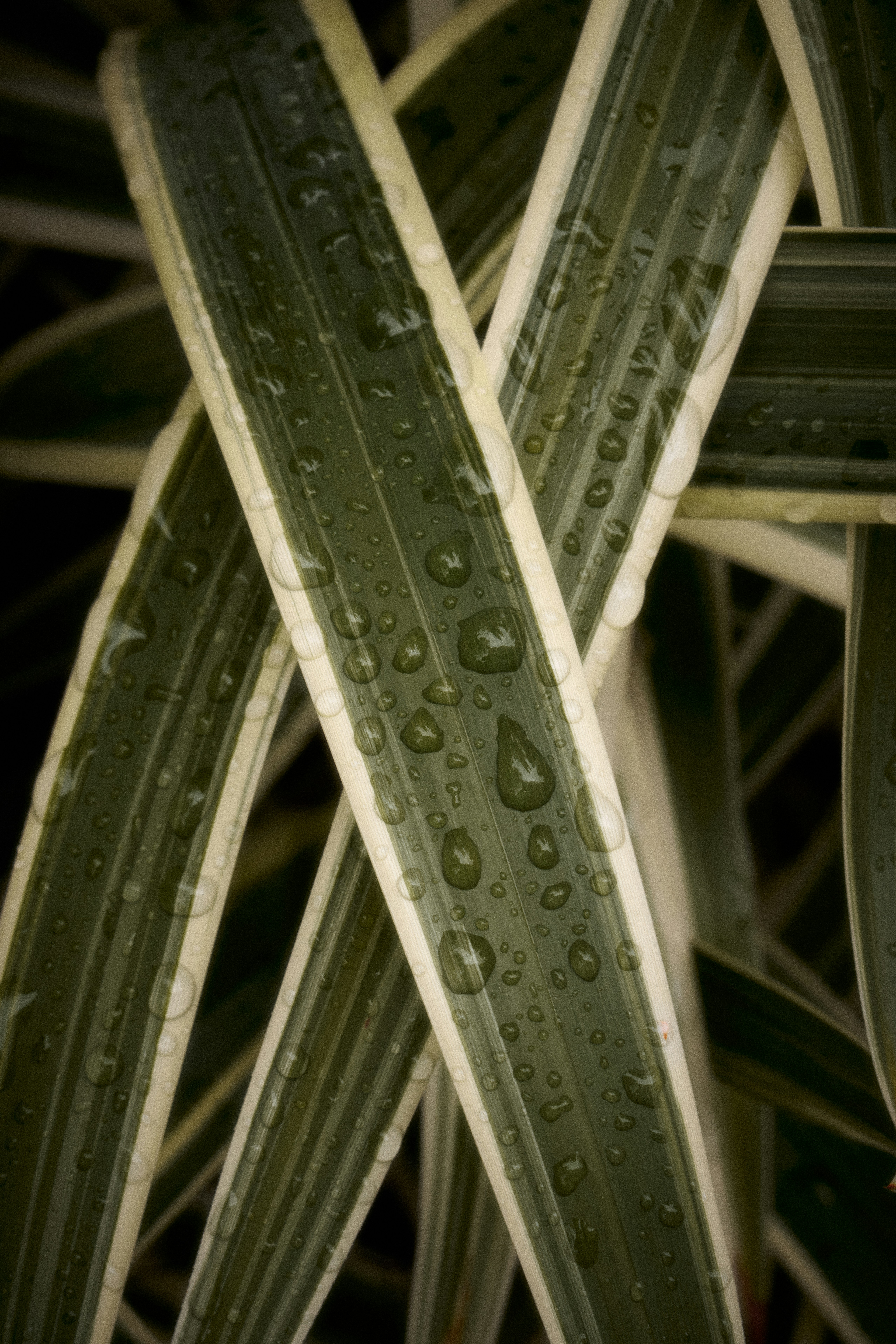 Crisscross of Dew: A Macro Portrait of Variegated Leaves