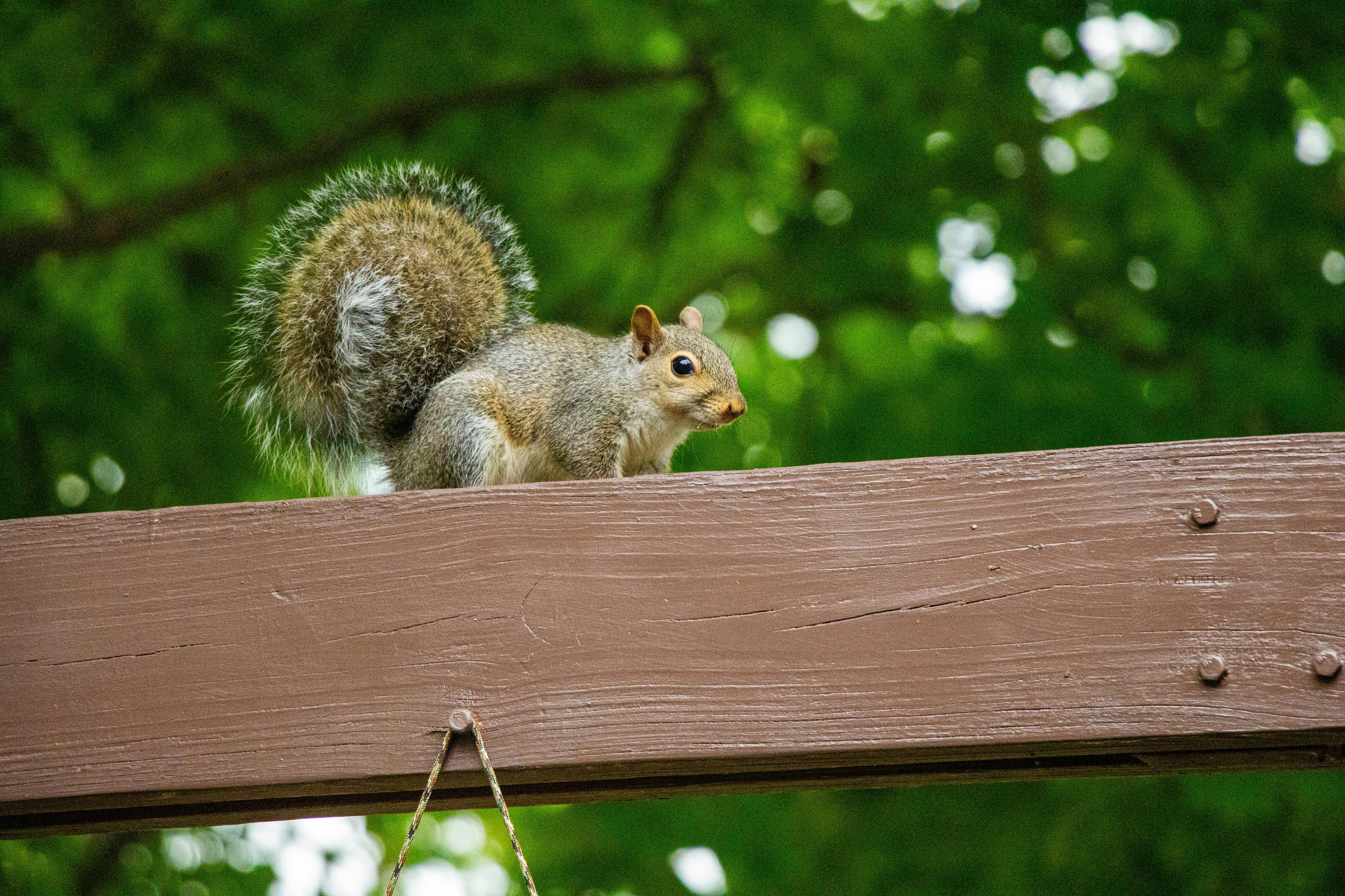 A squirrel sits on a wooden beam outdoors structure.