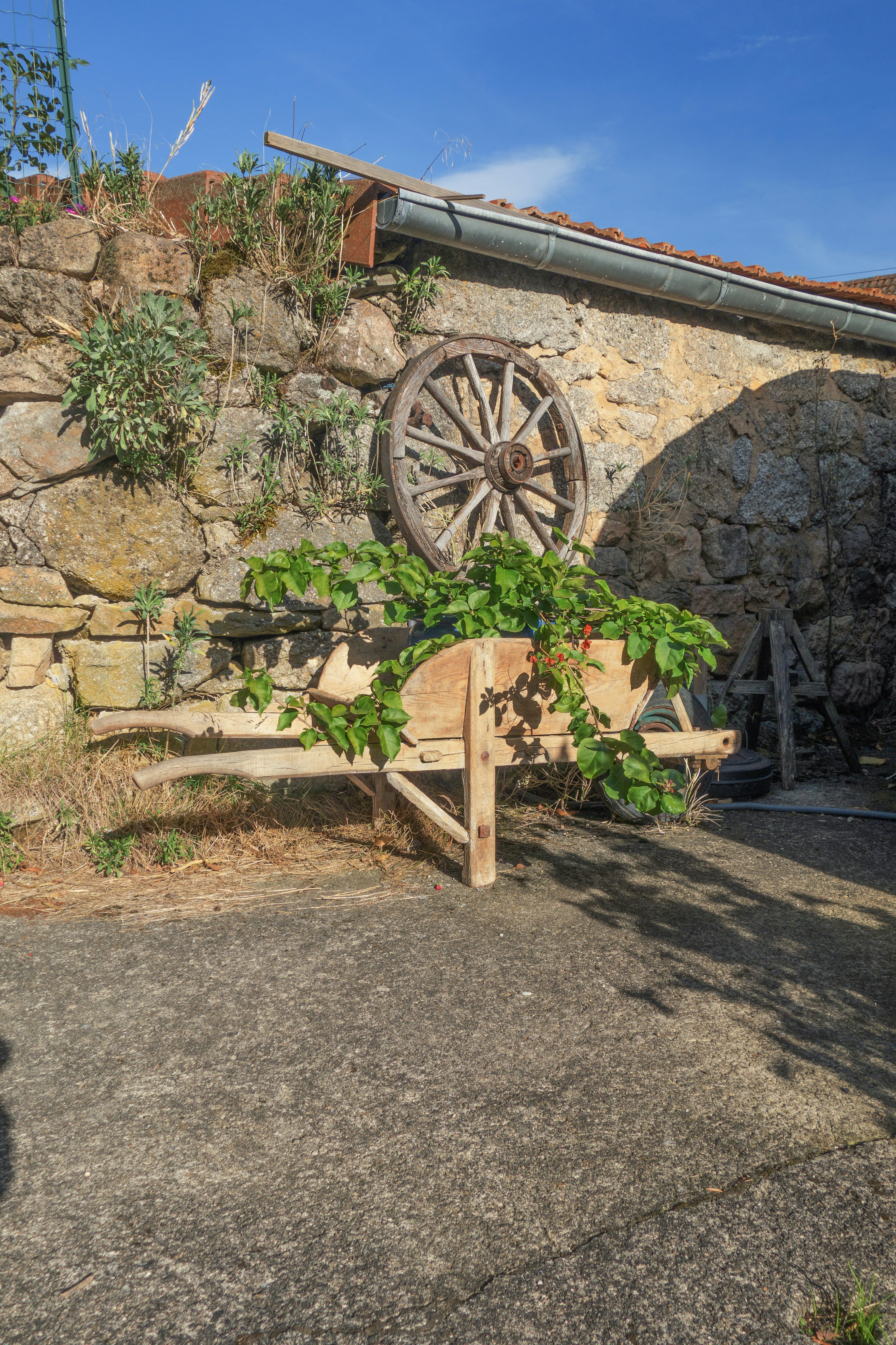 Weathered Wagon Wheel Adorns a Sunlit Stone Wall with Climbing Greenery