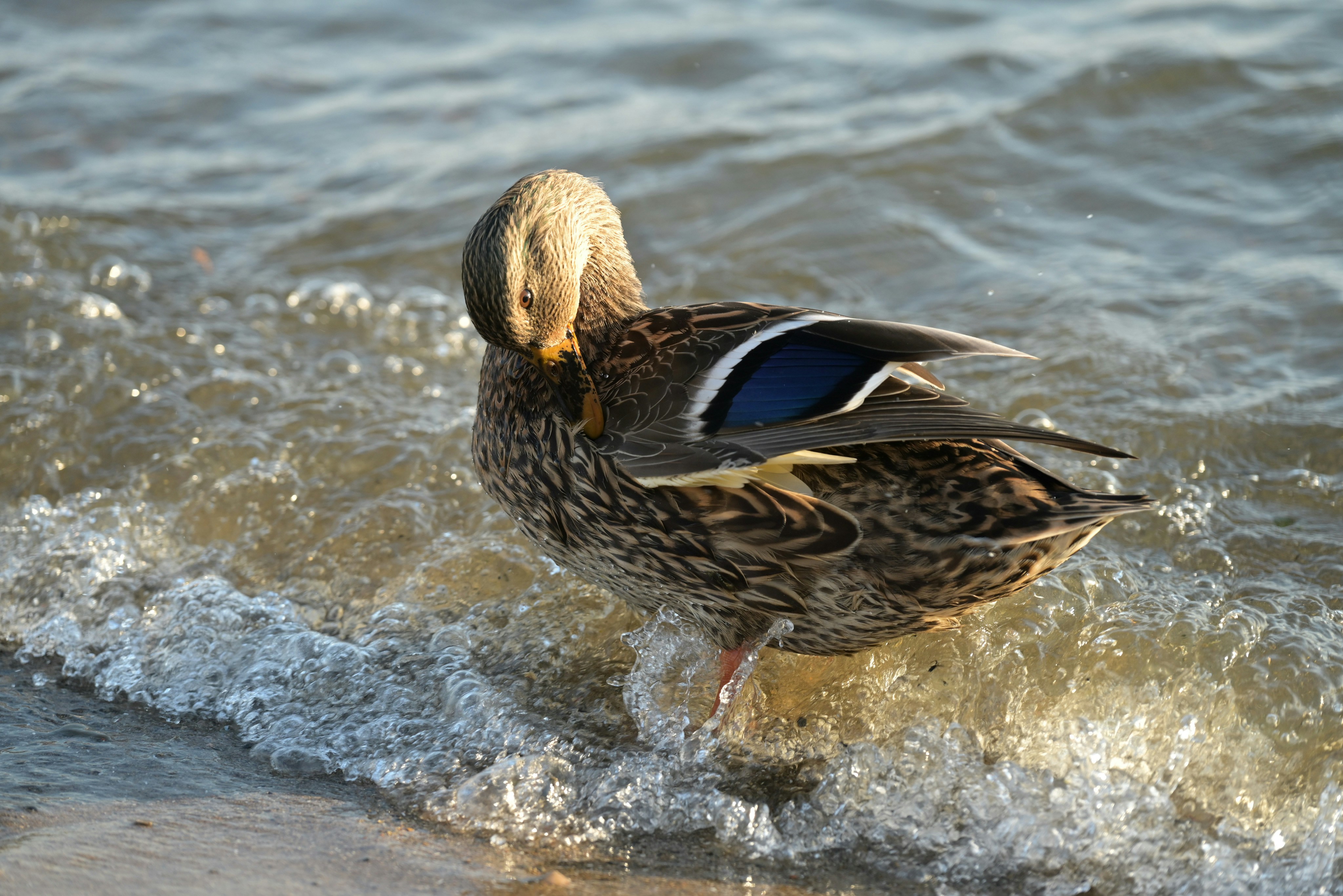 A duck preening itself by the water's edge.
