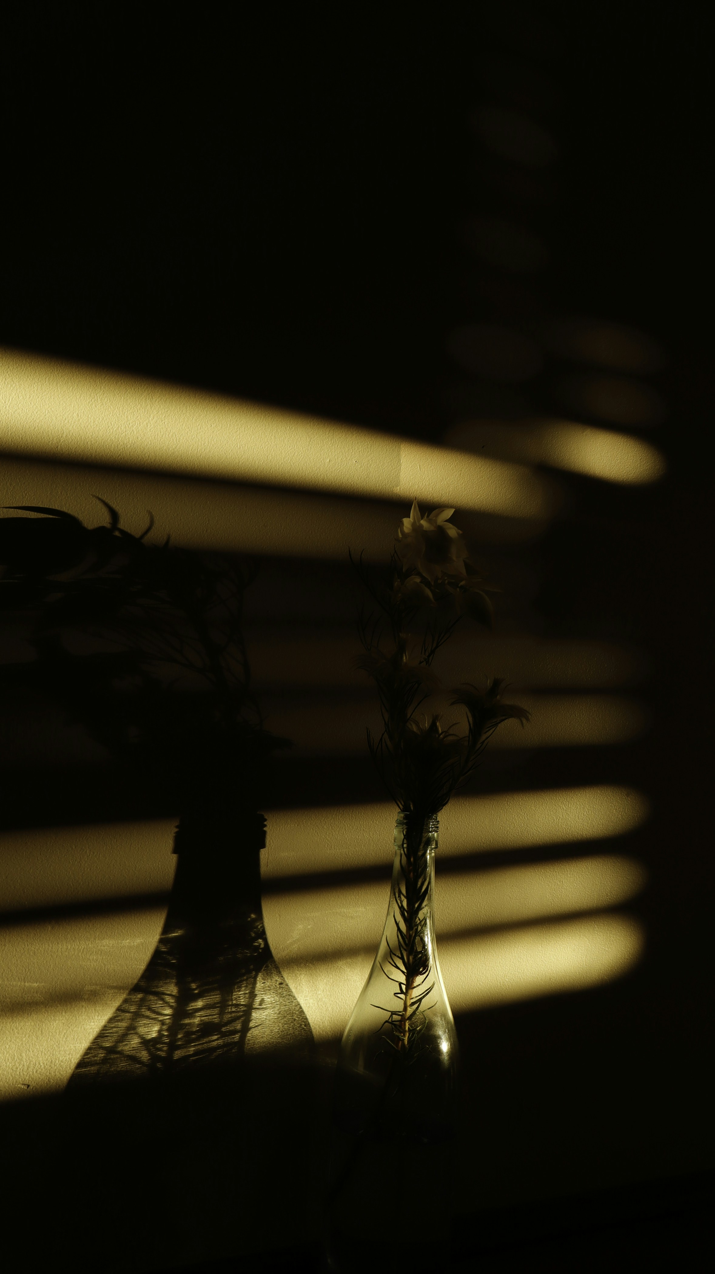 a bottle with one flower against a white wall with stripe shadow. | Two bottles with dried flowers and shadows.