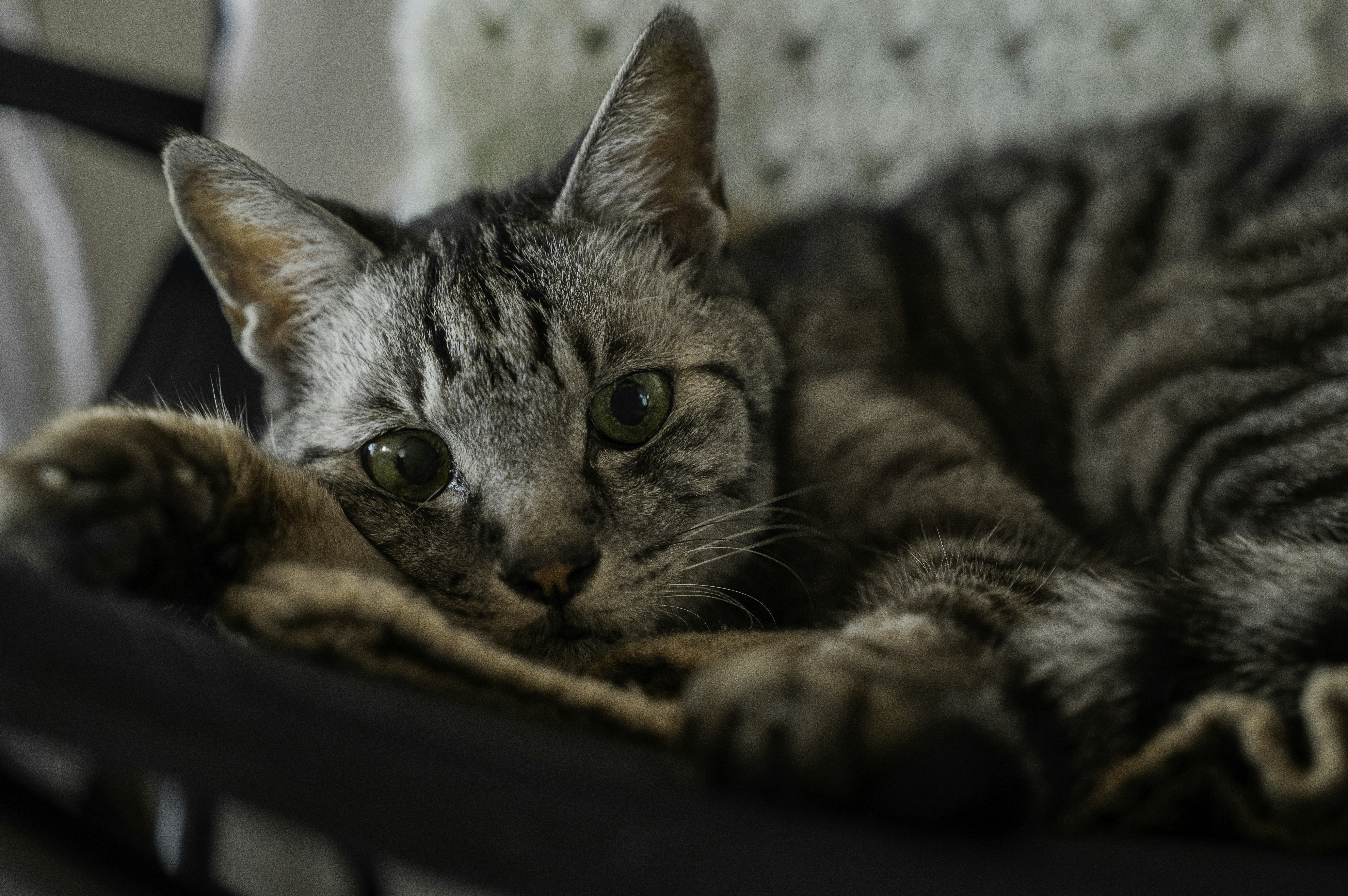 19年間、家族を見続けている小さな2つの瞳。 | A tabby cat rests on a chair.